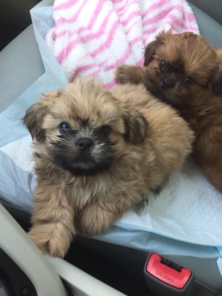 Fuzzy Wuz Shih Tzus in Florida | Shih Tzu puppies | Good Dog