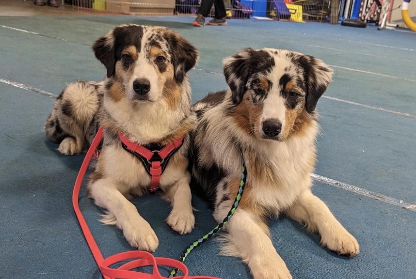 McKinley Mastiffs & Aussies in Alaska | Australian Shepherd and Mastiff ...