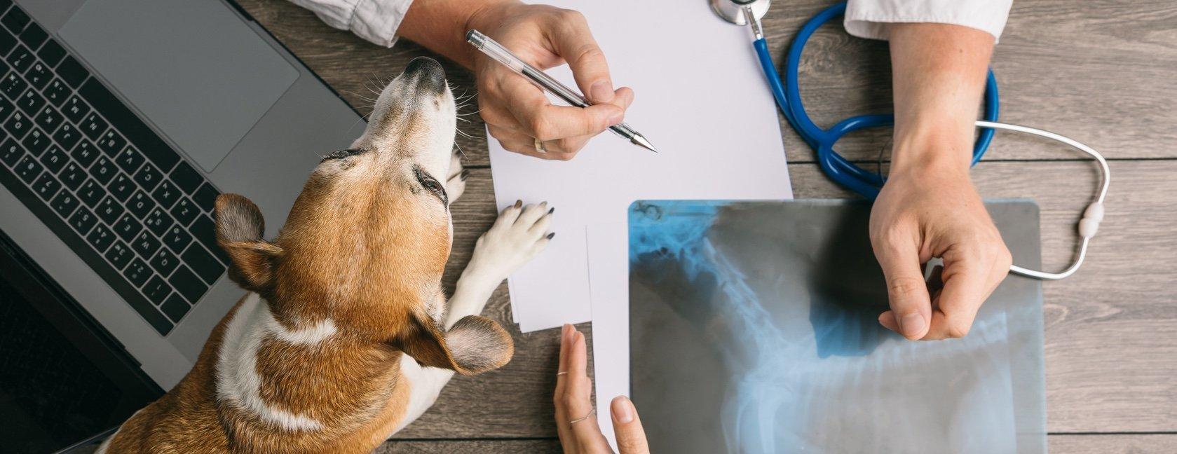 Guide to Good Dog’s Health Testing Levels