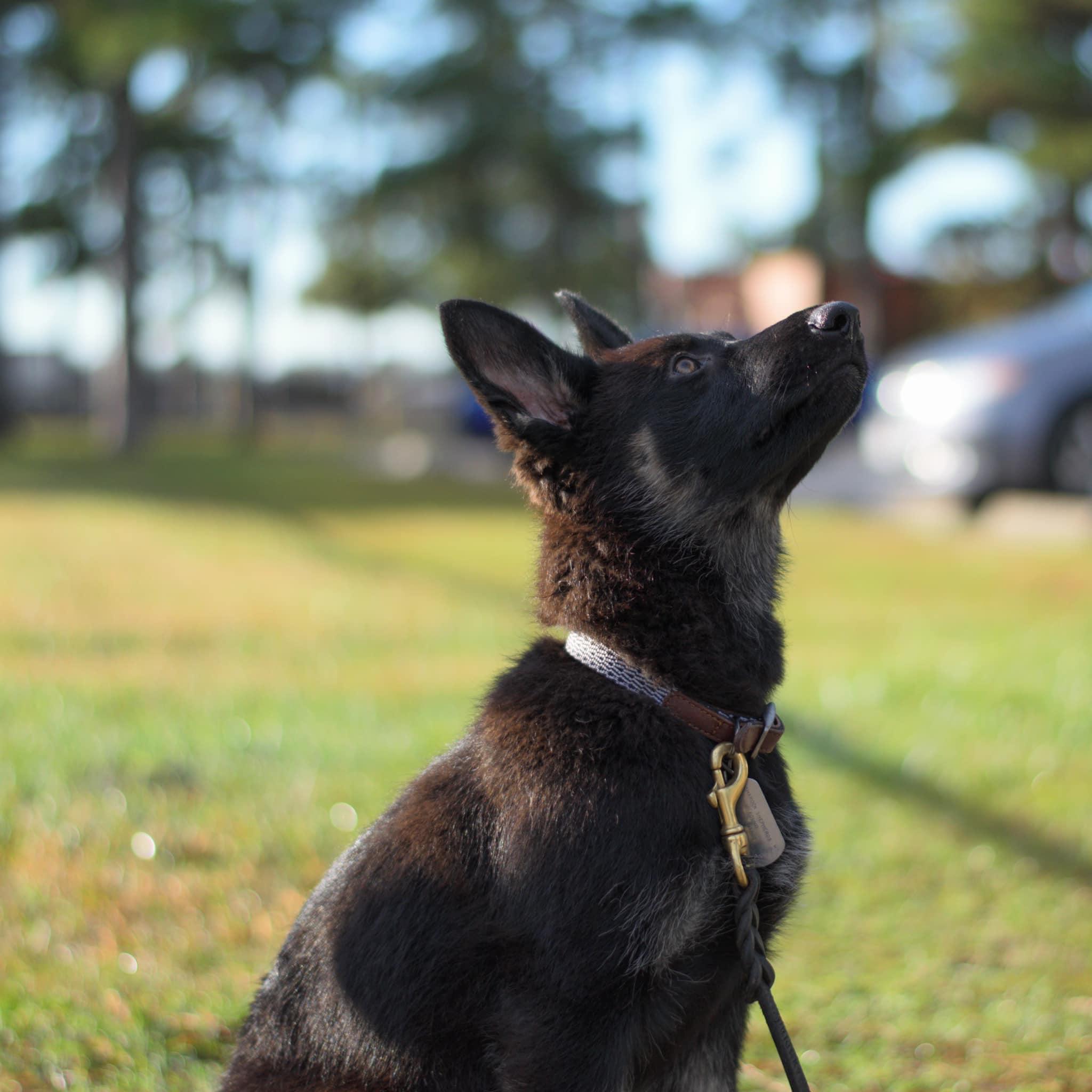 Sharock Shepherds in Texas | German Shepherd puppies | Good Dog