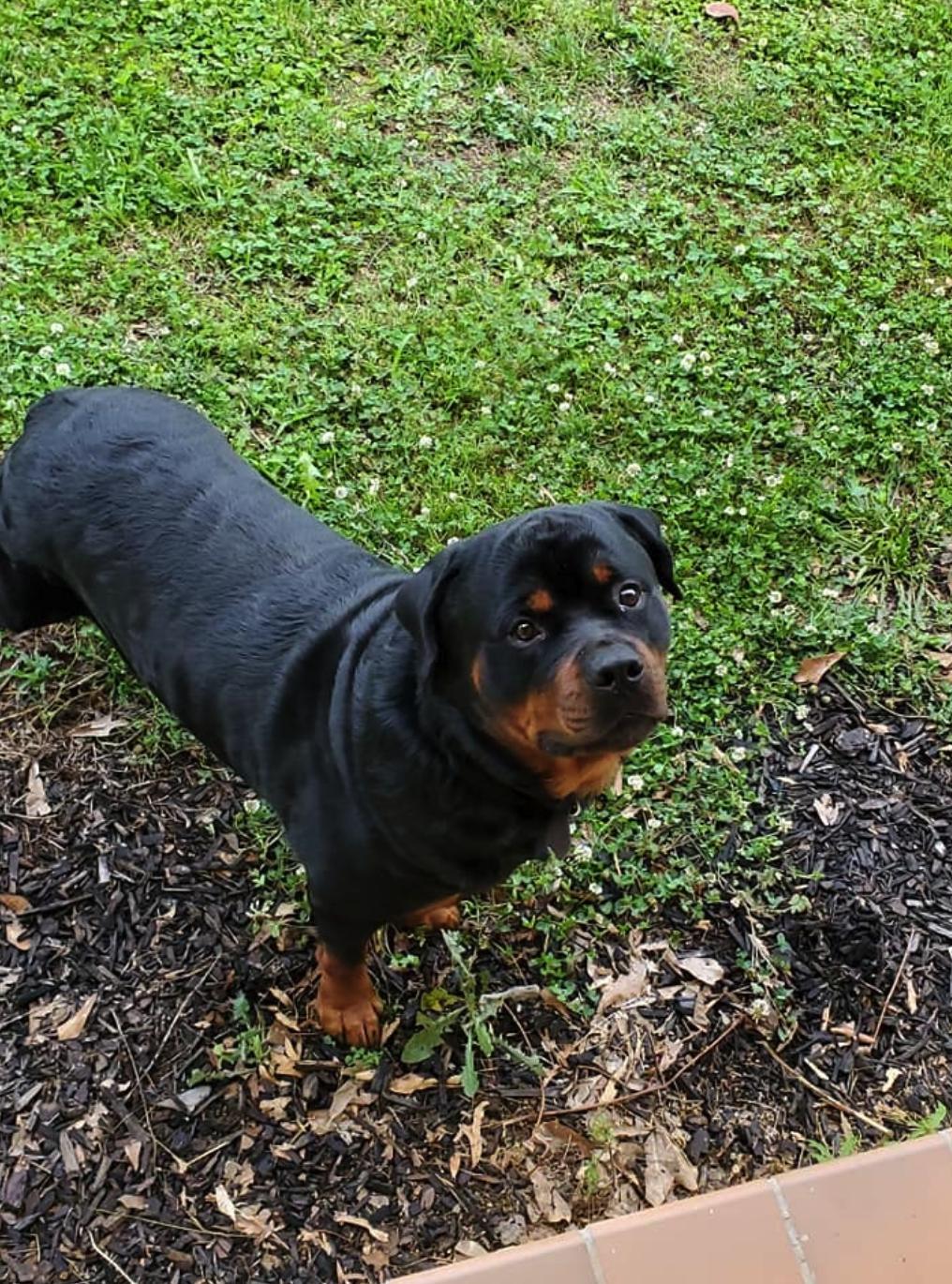 Malina Robens in Georgia | Rottweiler puppies | Good Dog