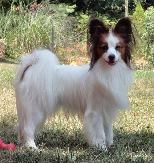 Gemedet Papillons in Virginia | Papillon puppies | Good Dog