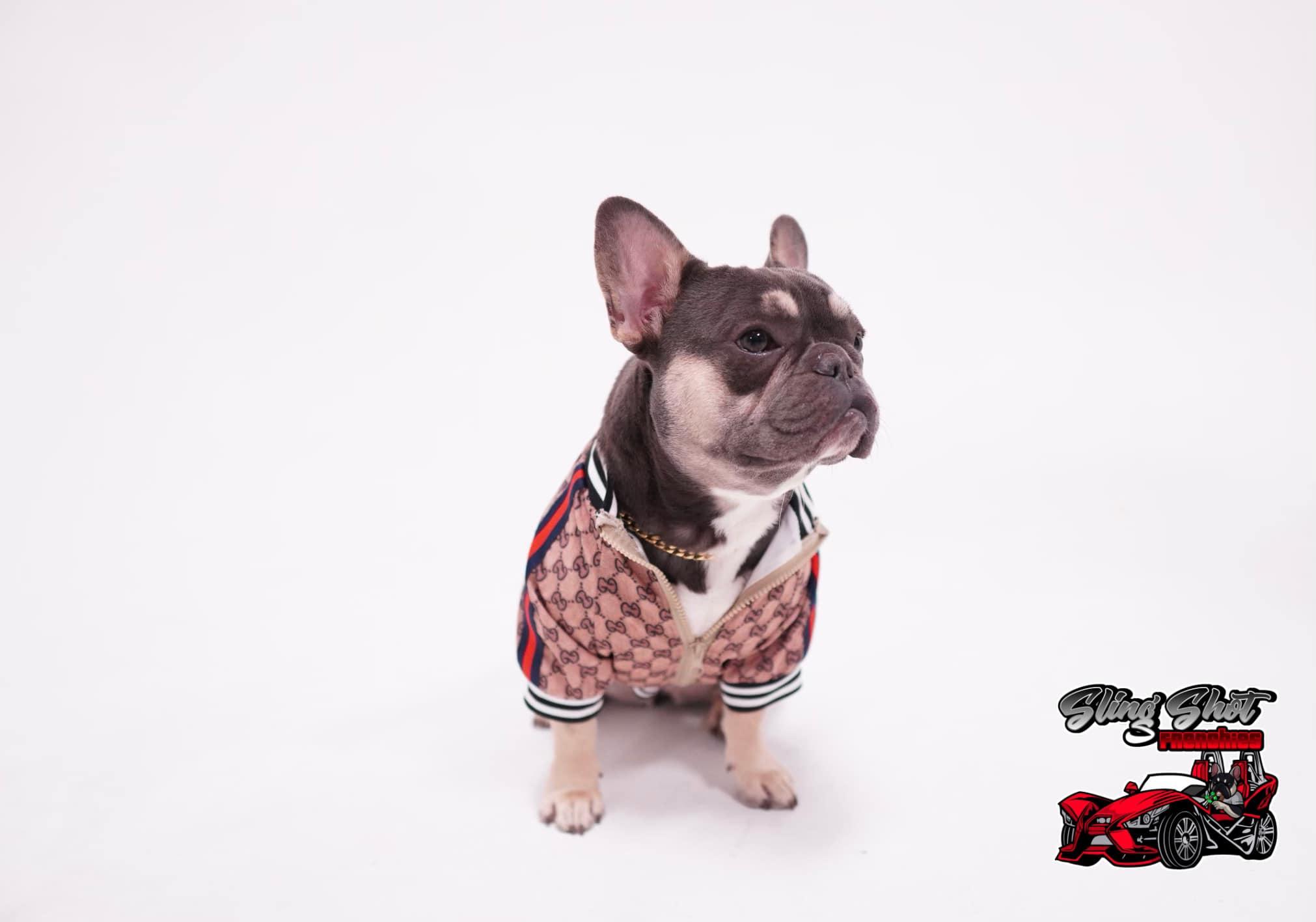 Sling Shot Frenchies in Texas | French Bulldog puppies | Good Dog