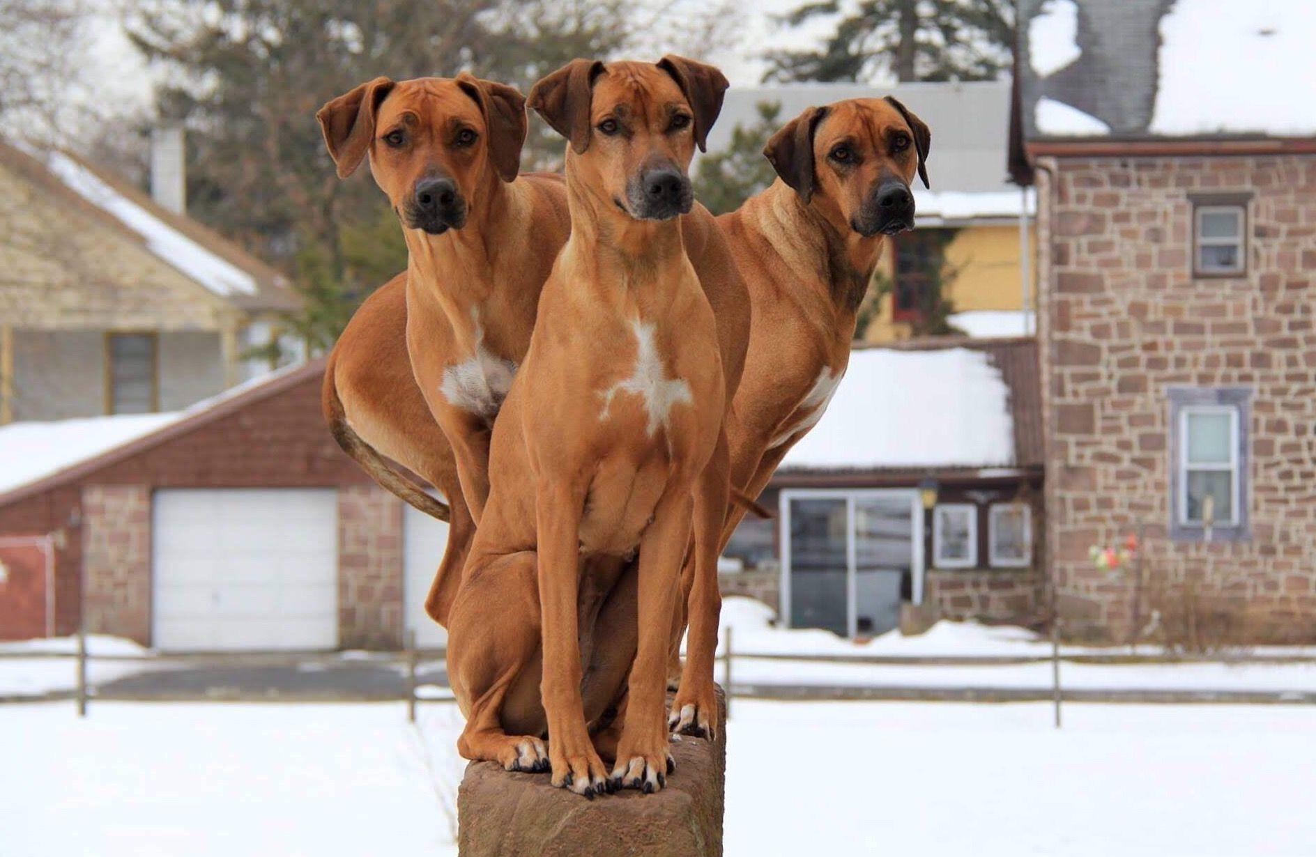 Whirlaway Rhodesian Ridgebacks - PA in Pennsylvania | Rhodesian ...