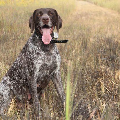 The Kennels at Crimson Hills in Arkansas | German Shorthaired Pointer ...