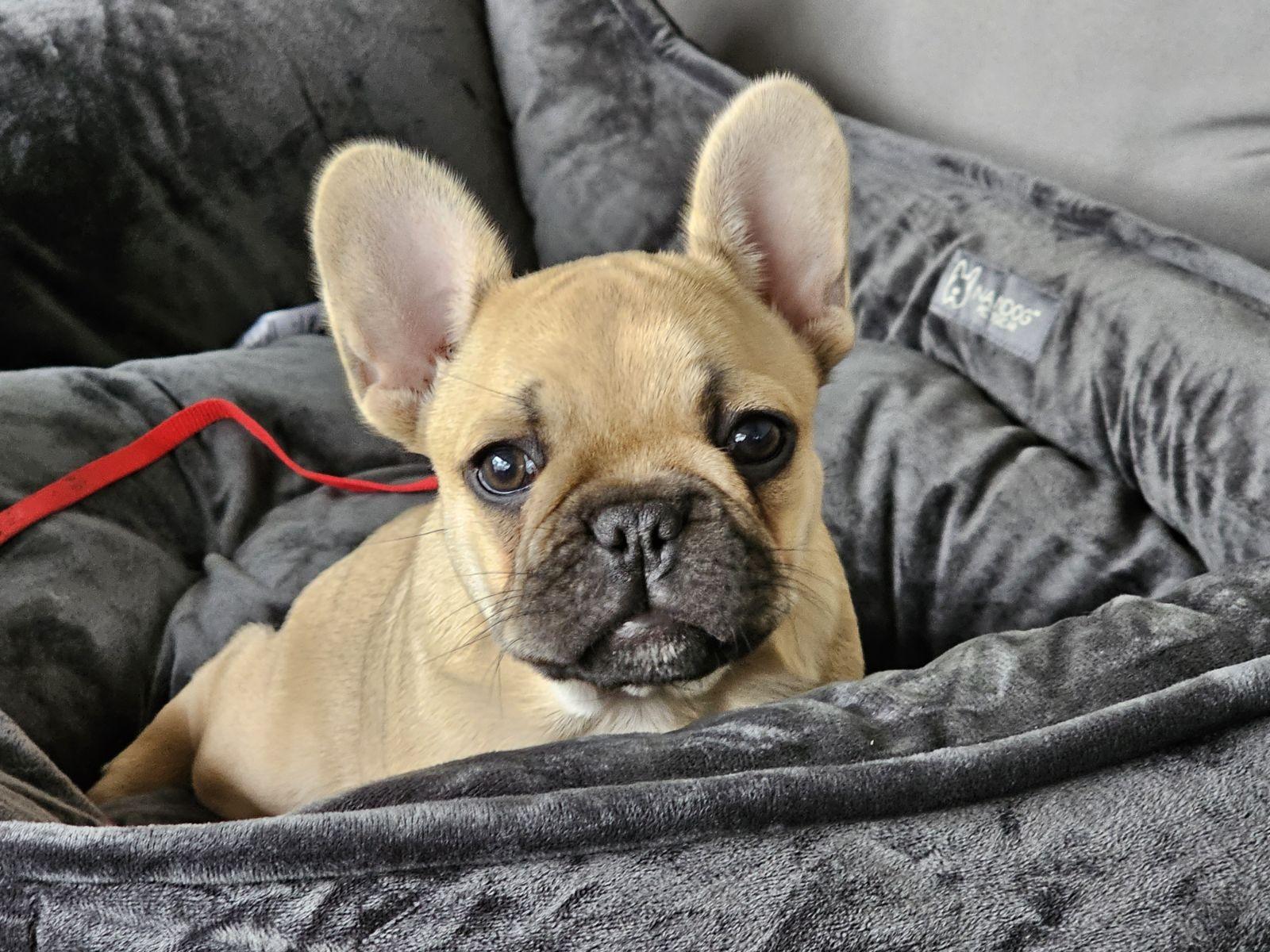 Sundry Farm in Florida | French Bulldog puppies | Good Dog