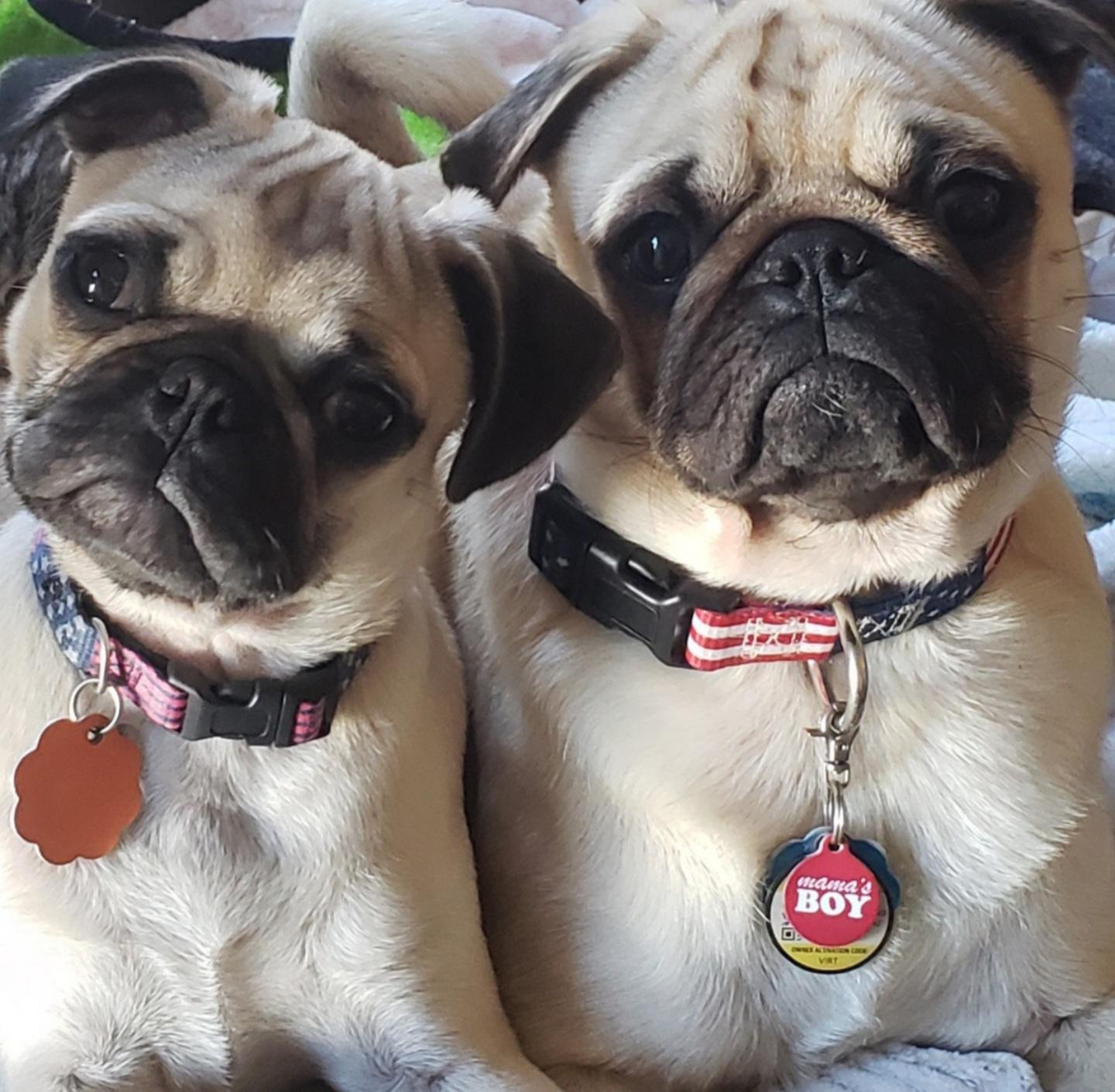 Kex Pug Haus in Texas | Pug puppies | Good Dog