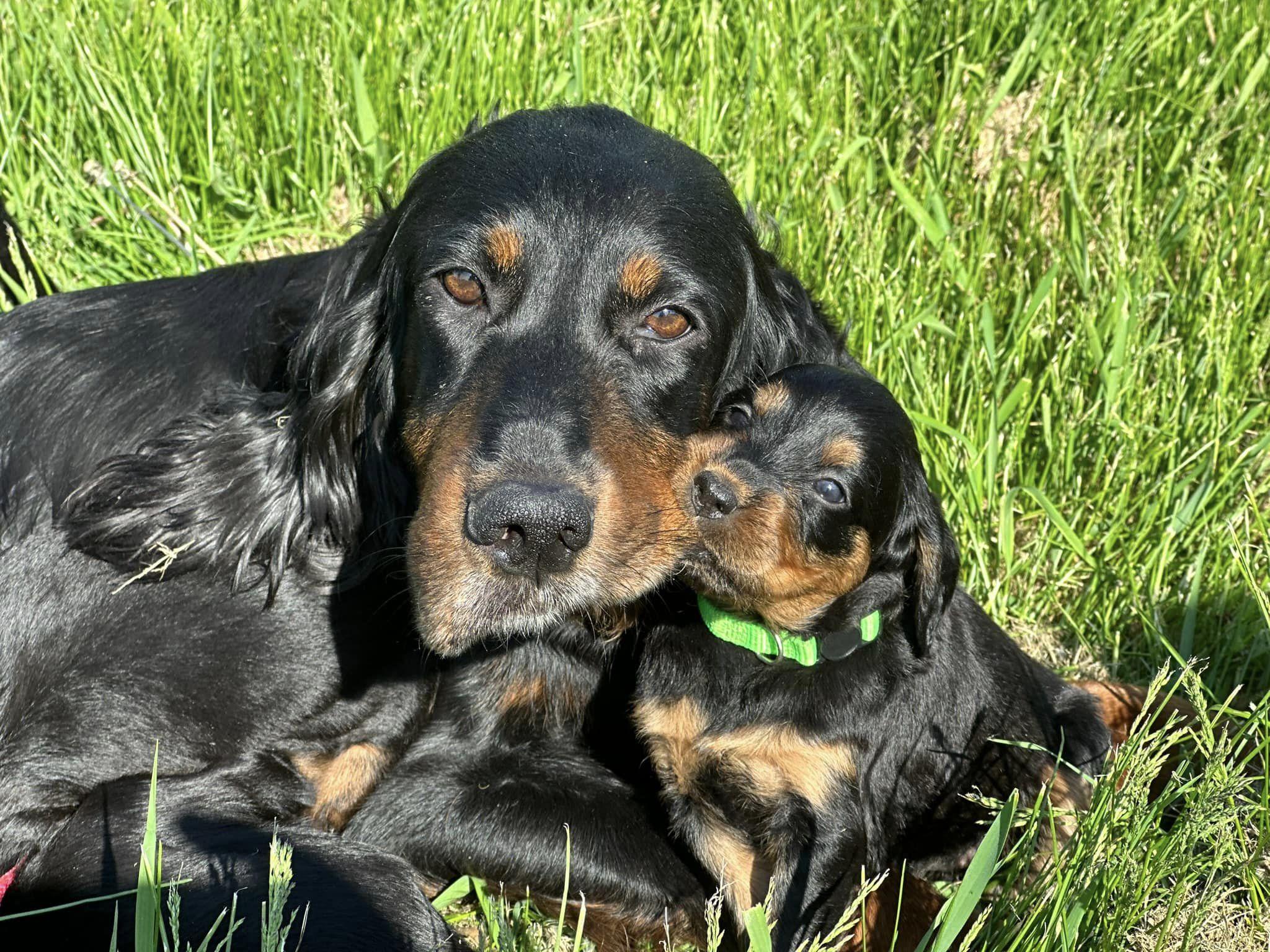 Jodi's Kennel in Minnesota | Gordon Setter puppies | Good Dog