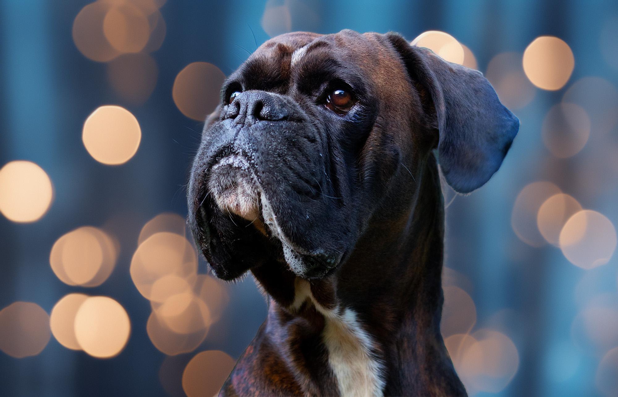Atelier Boxers in Georgia | Boxer puppies | Good Dog