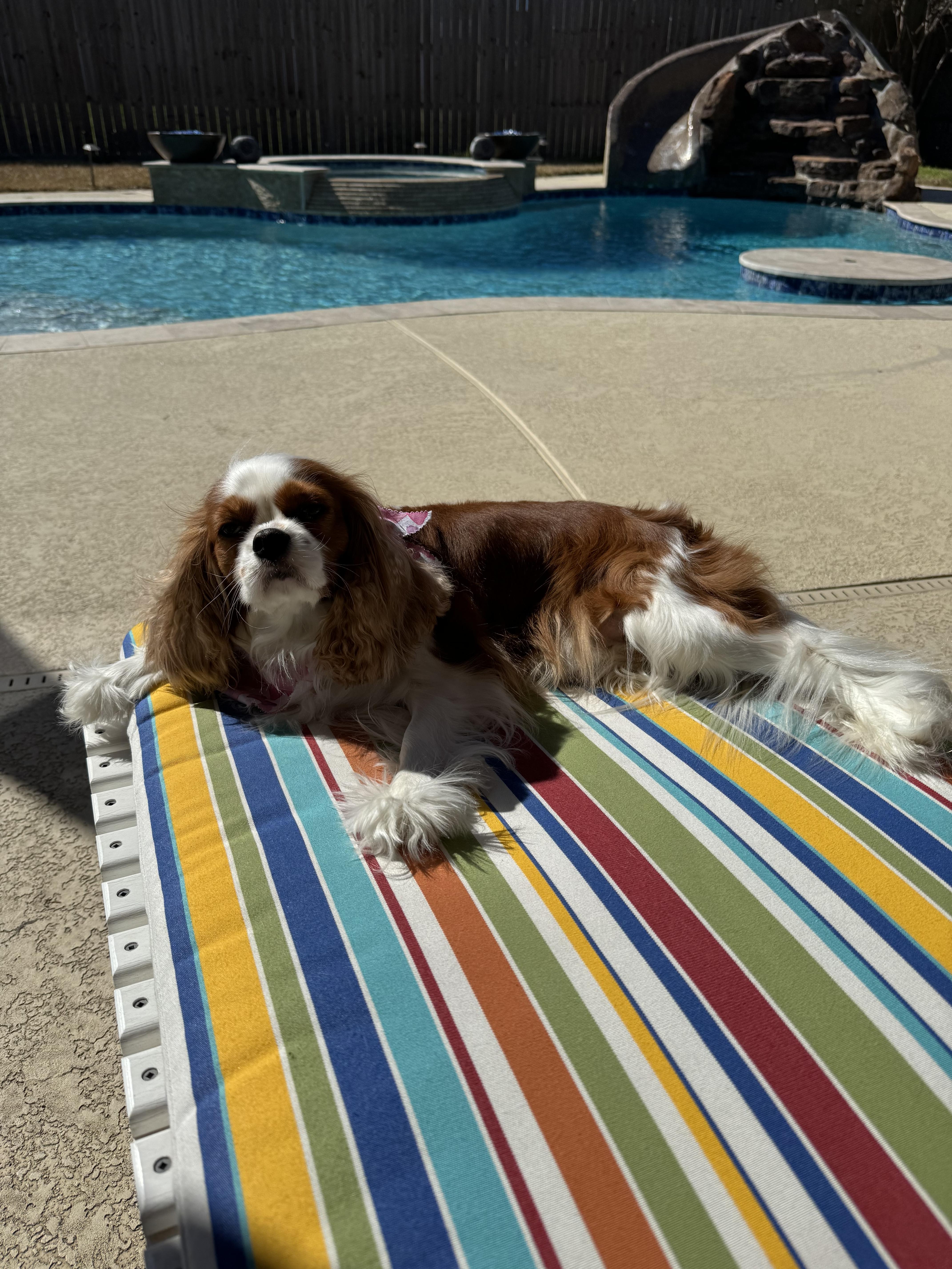 Wilburn Cavalier King Charles in Texas | Cavalier King Charles Spaniel ...