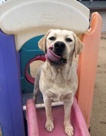 Cedar Ranch Labrador Retrievers in California | Labrador Retriever ...