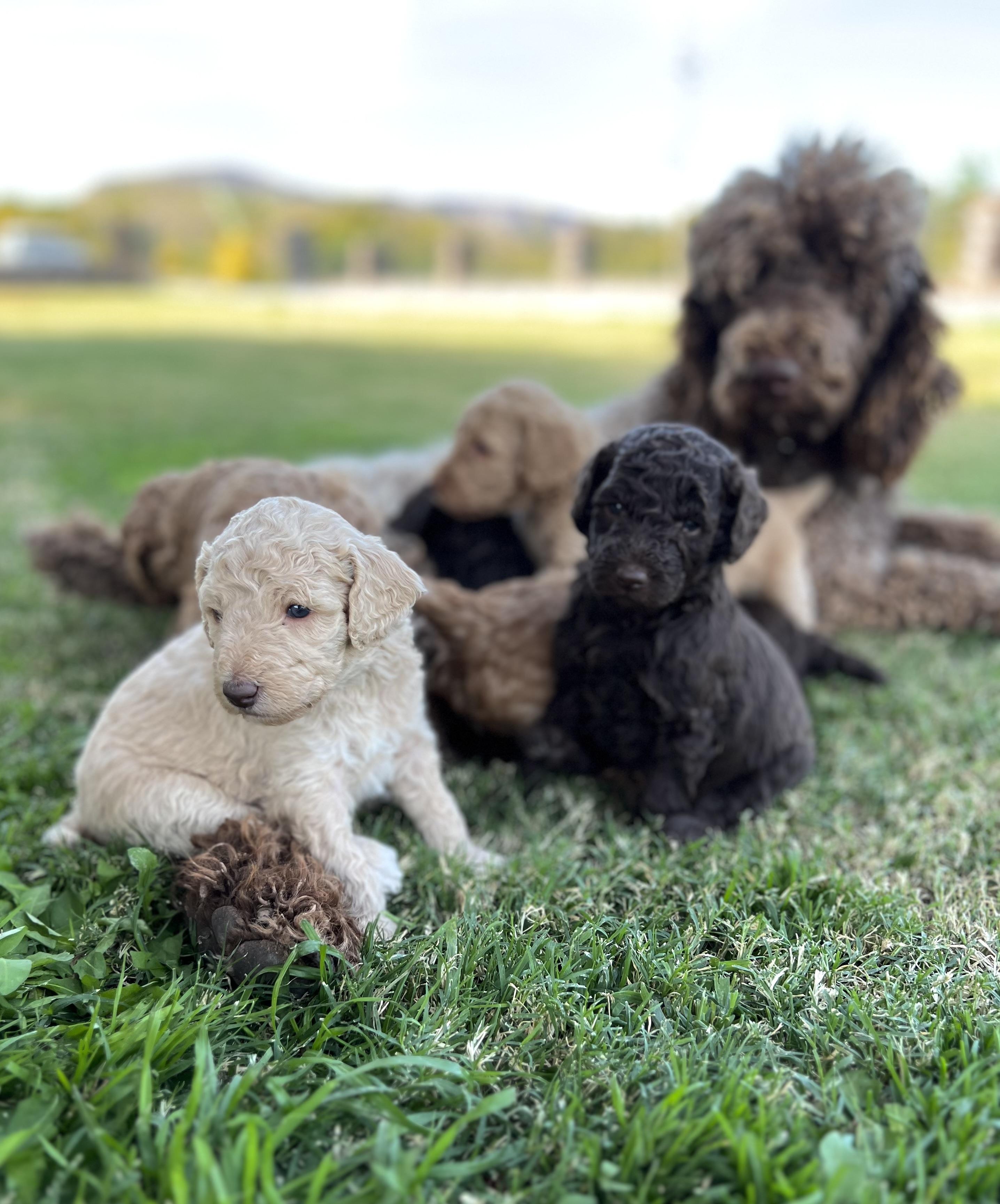 Desert Doodles + Poodles in Arizona | Goldendoodle and Poodle puppies ...