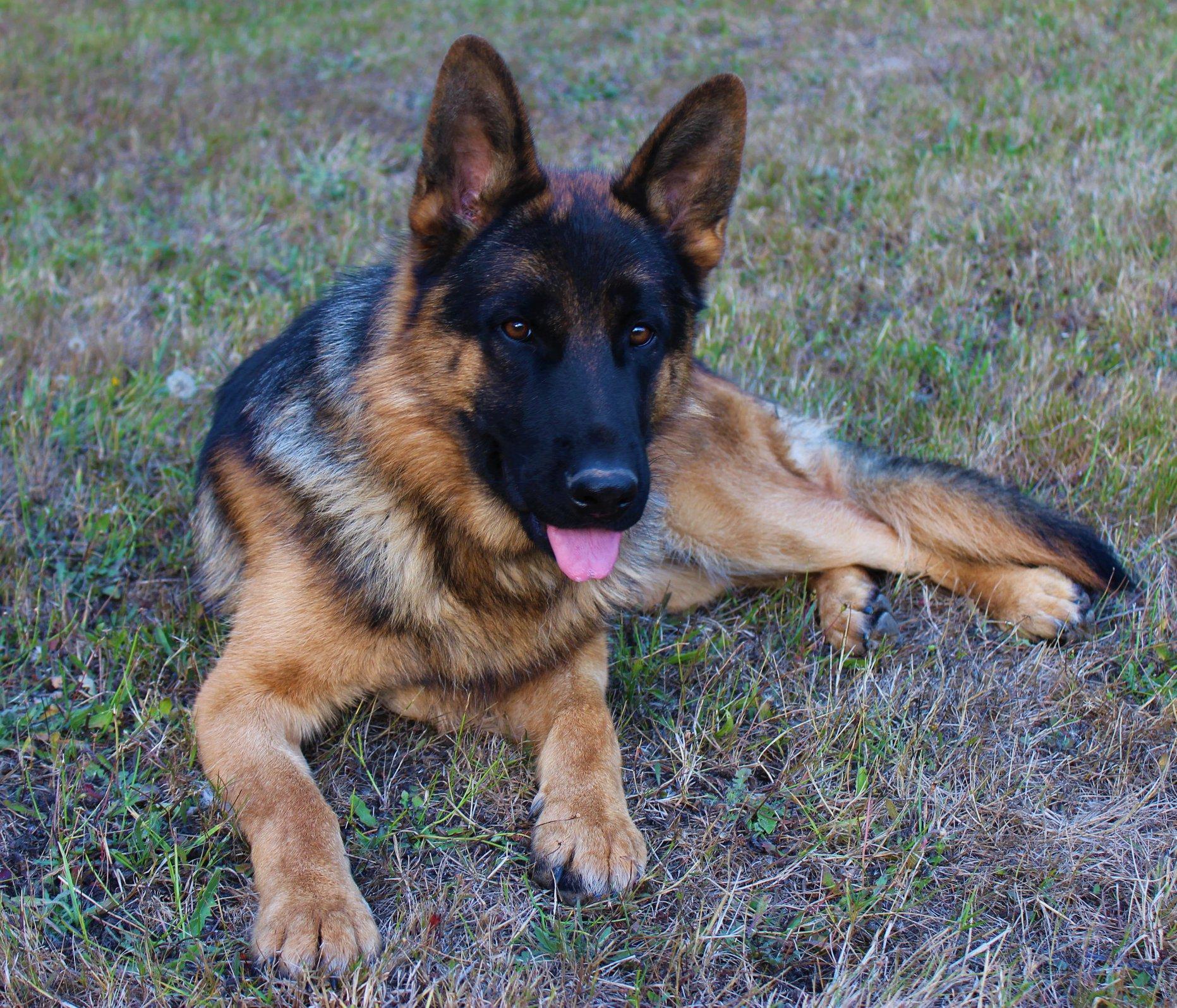 Ampid German Shepherds in Washington | German Shepherd puppies | Good Dog