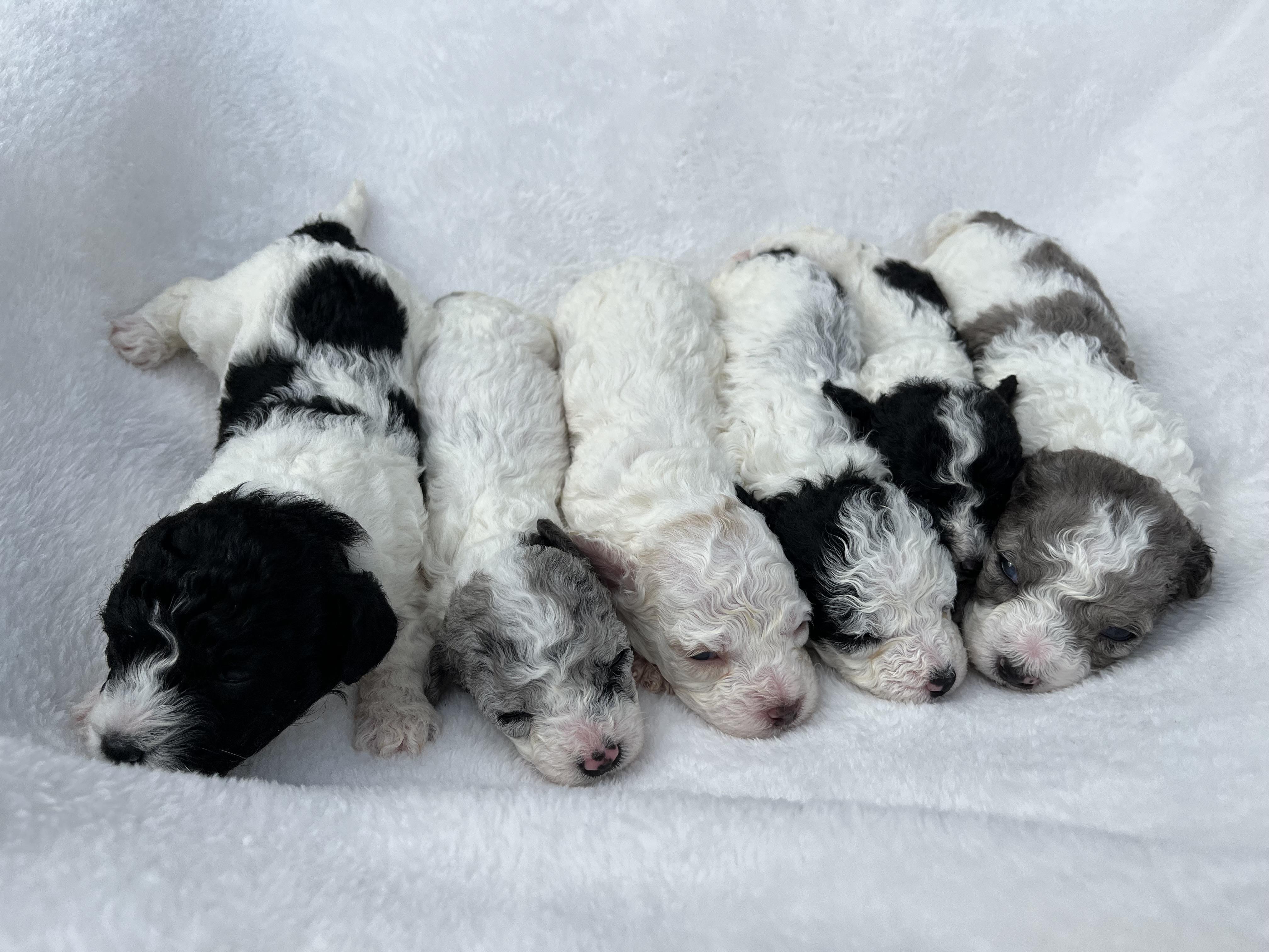 Daisy Doodles LLC in Florida | Goldendoodle and Sheepadoodle puppies ...