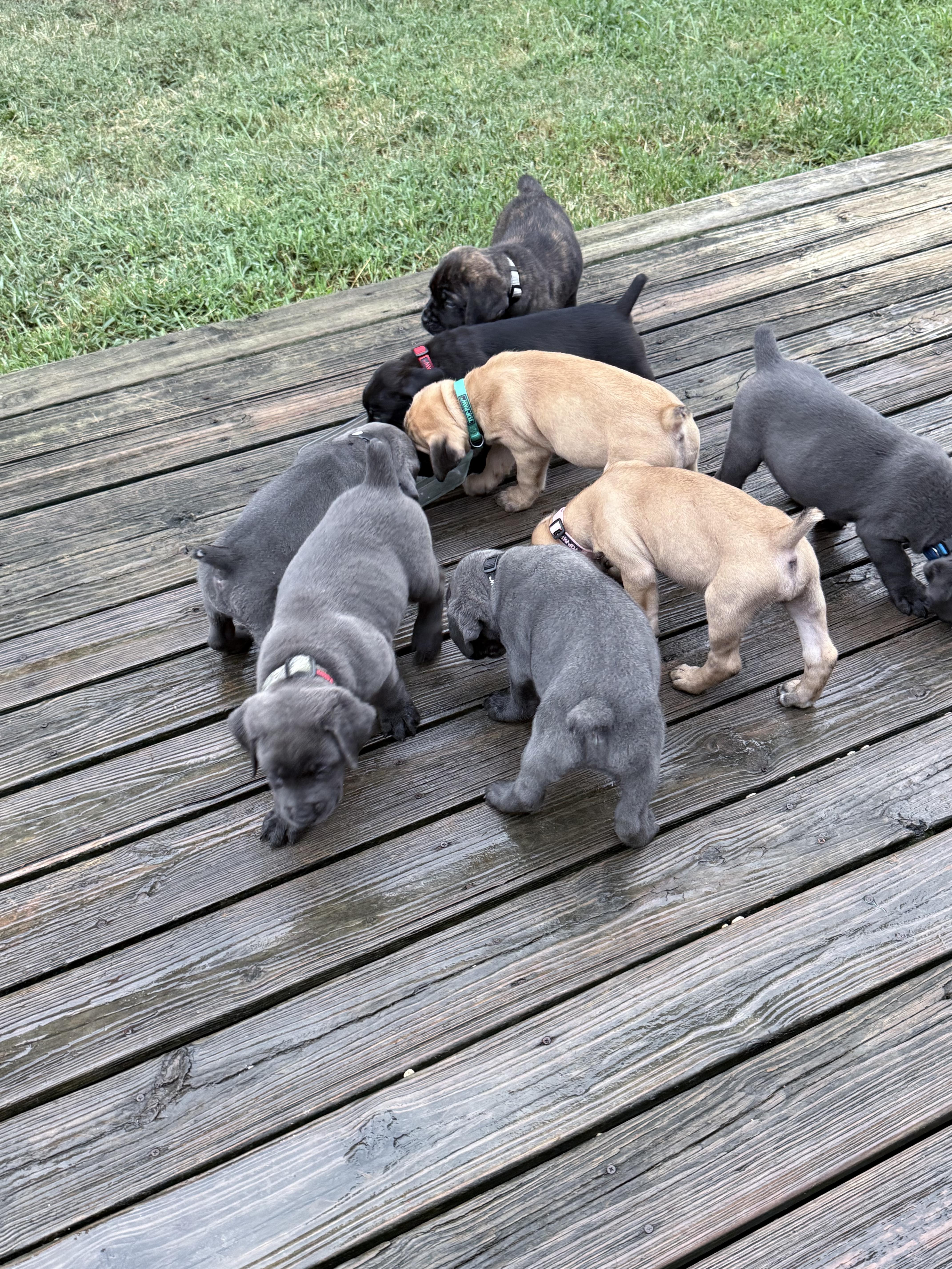 Aries Legecy Cane Corso in Alabama | Cane Corso puppies | Good Dog
