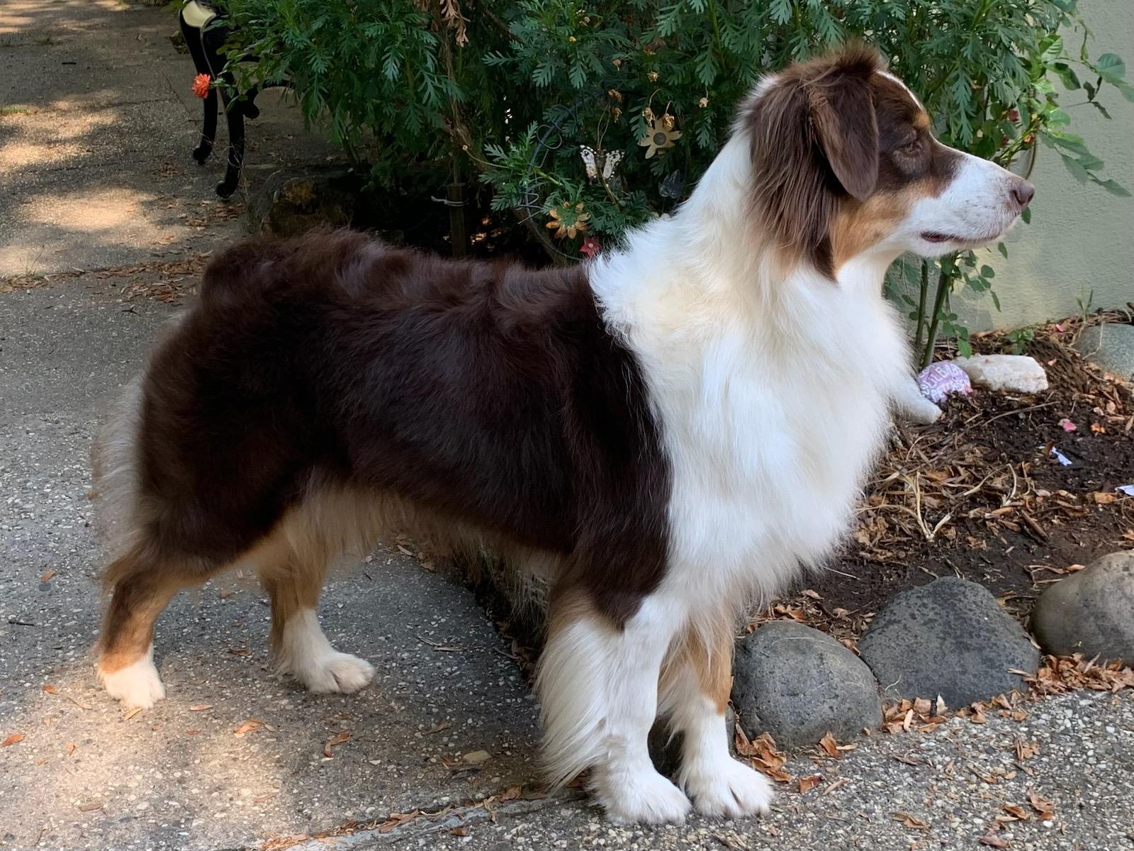 Abigail’s Angels Australian Shepherds in California | Australian ...