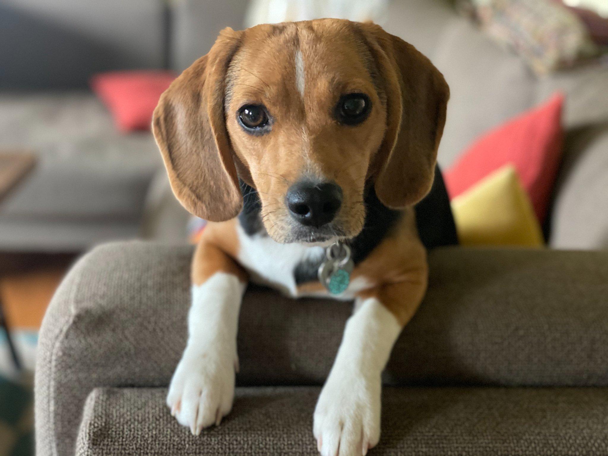 Prancing Beagles in Washington | Beagle puppies | Good Dog