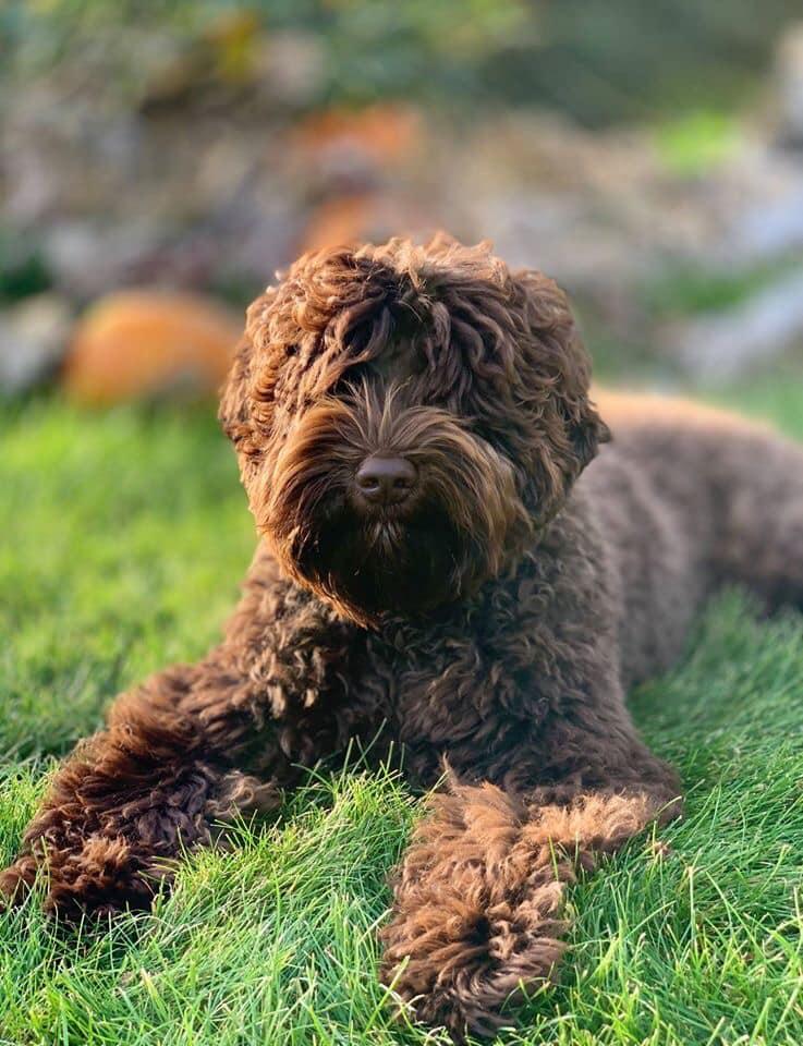 Dixie's Doodles LLC in Texas | Australian Labradoodle puppies | Good Dog