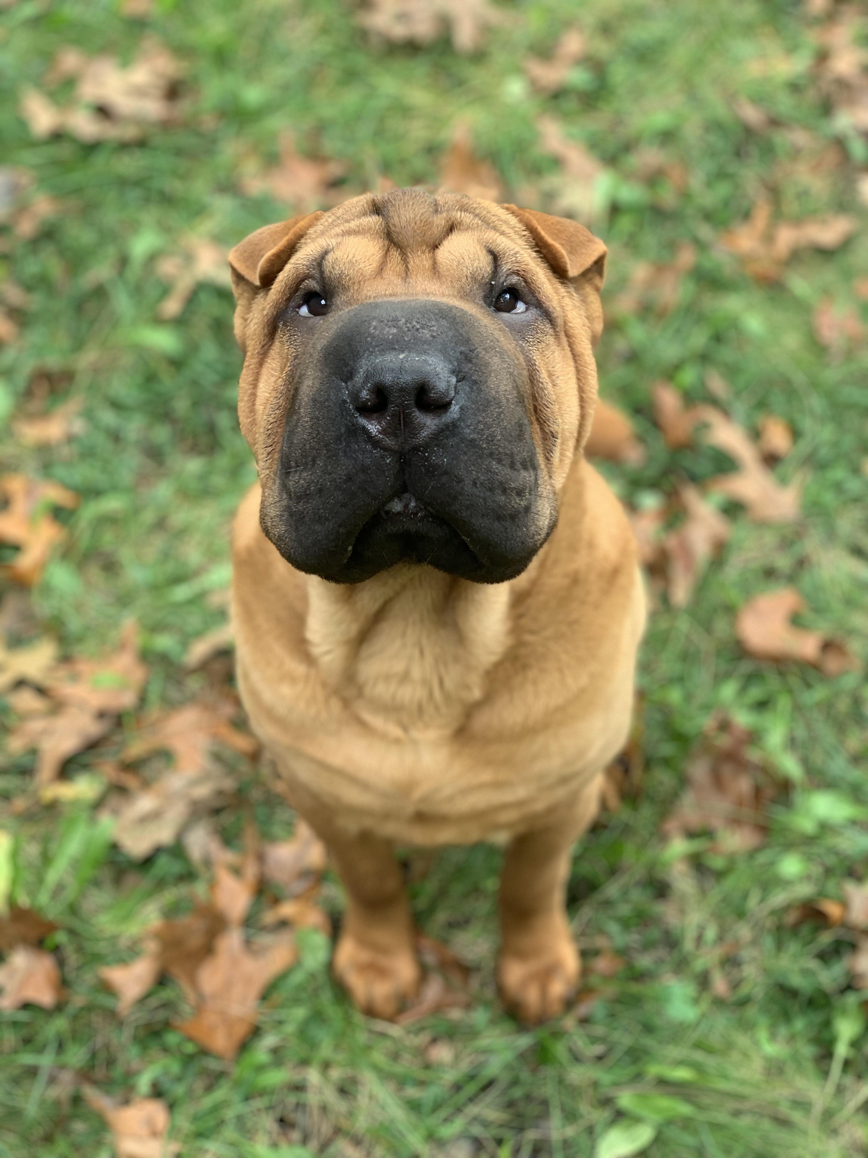 Nixie Kennels in Michigan | Chinese Shar-Pei and Pumi puppies | Good Dog
