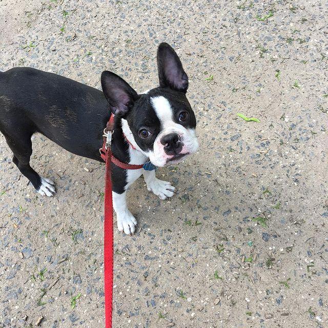 Jackson Boston Terrier in Illinois | Boston Terrier puppies | Good Dog