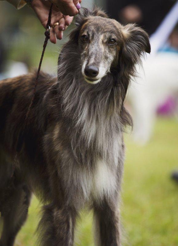 Avalon in Tennessee | Borzoi and Silken Windhound puppies | Good Dog