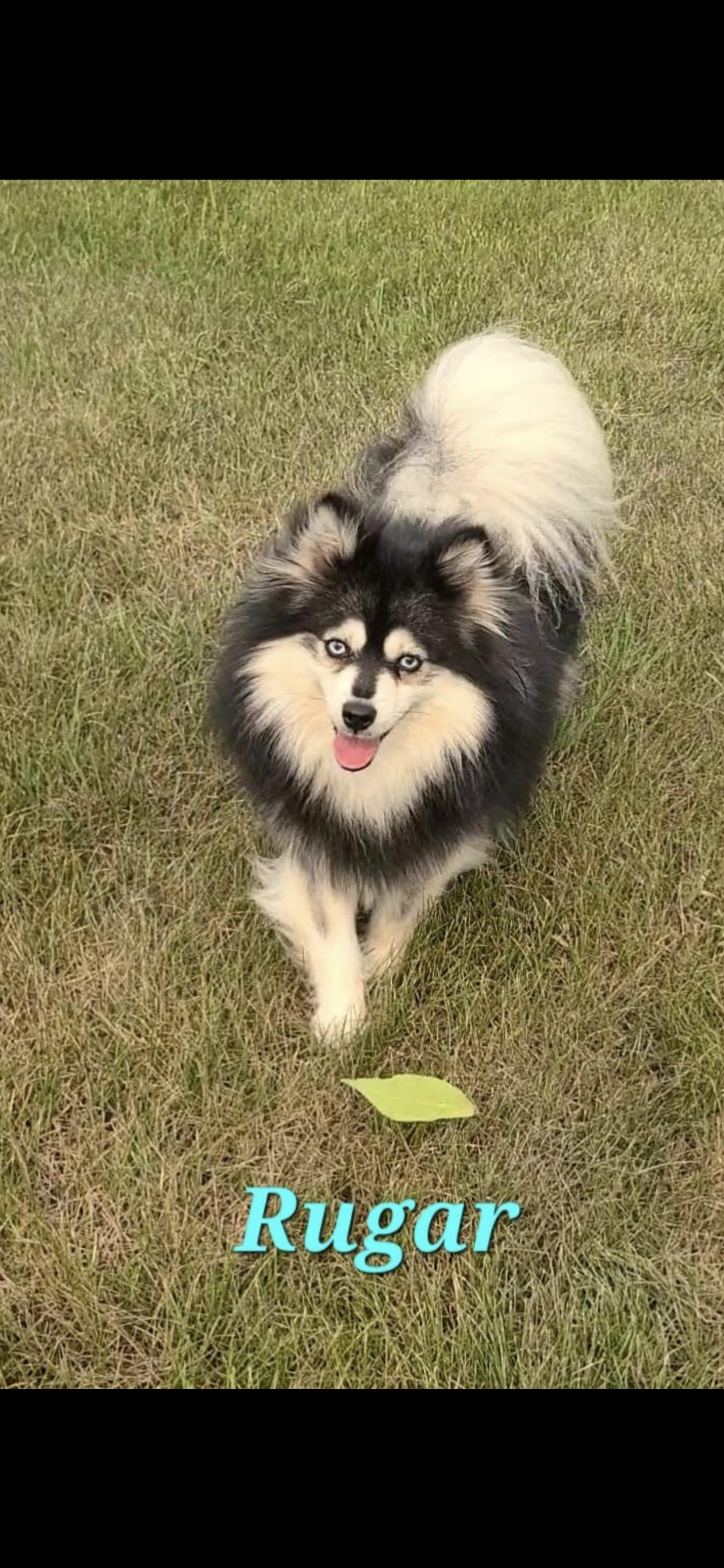Snow Shark Pomskys in Michigan | Pomsky puppies | Good Dog