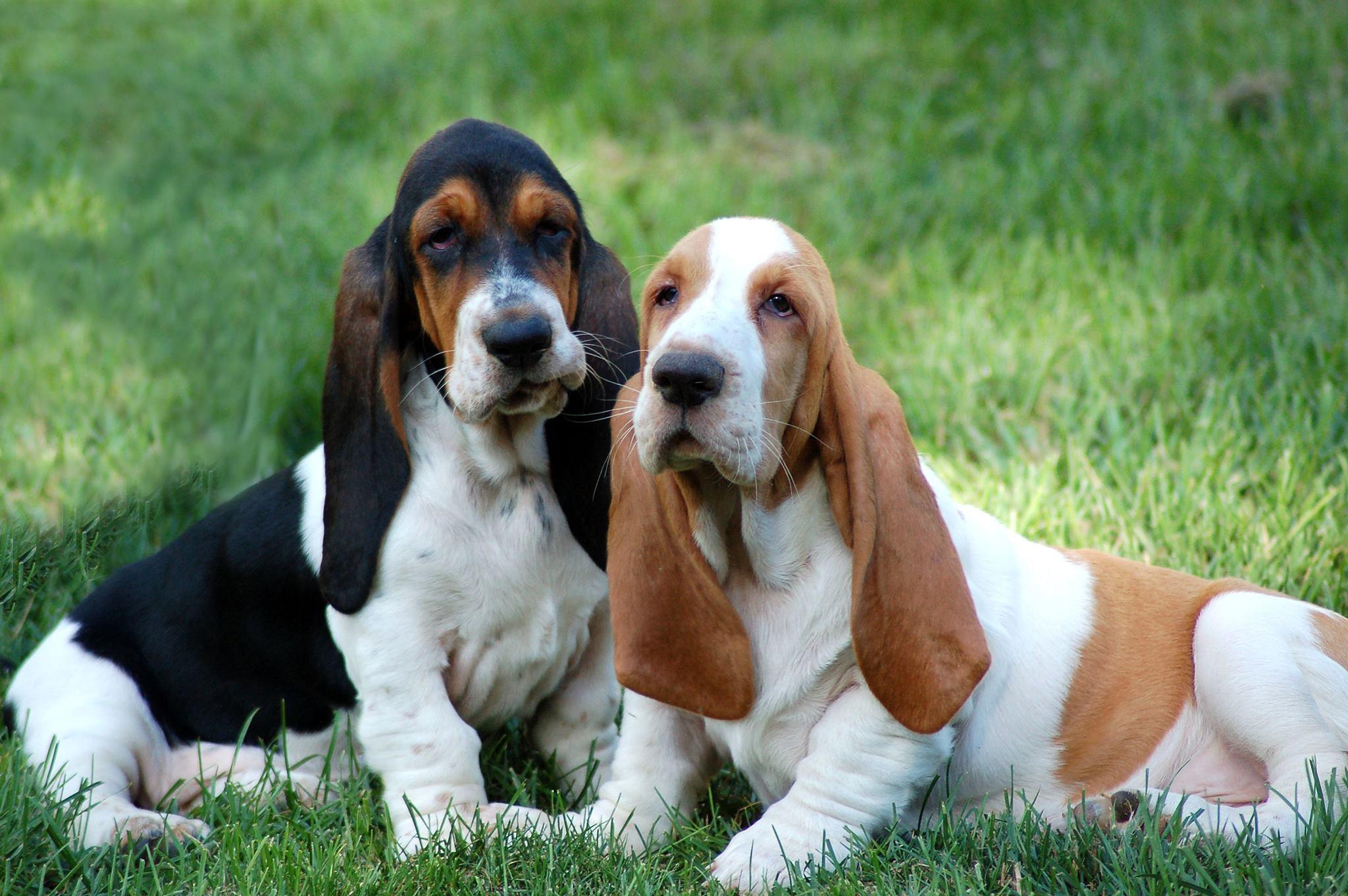 Renaissance Bassets in Michigan | Basset Hound puppies | Good Dog