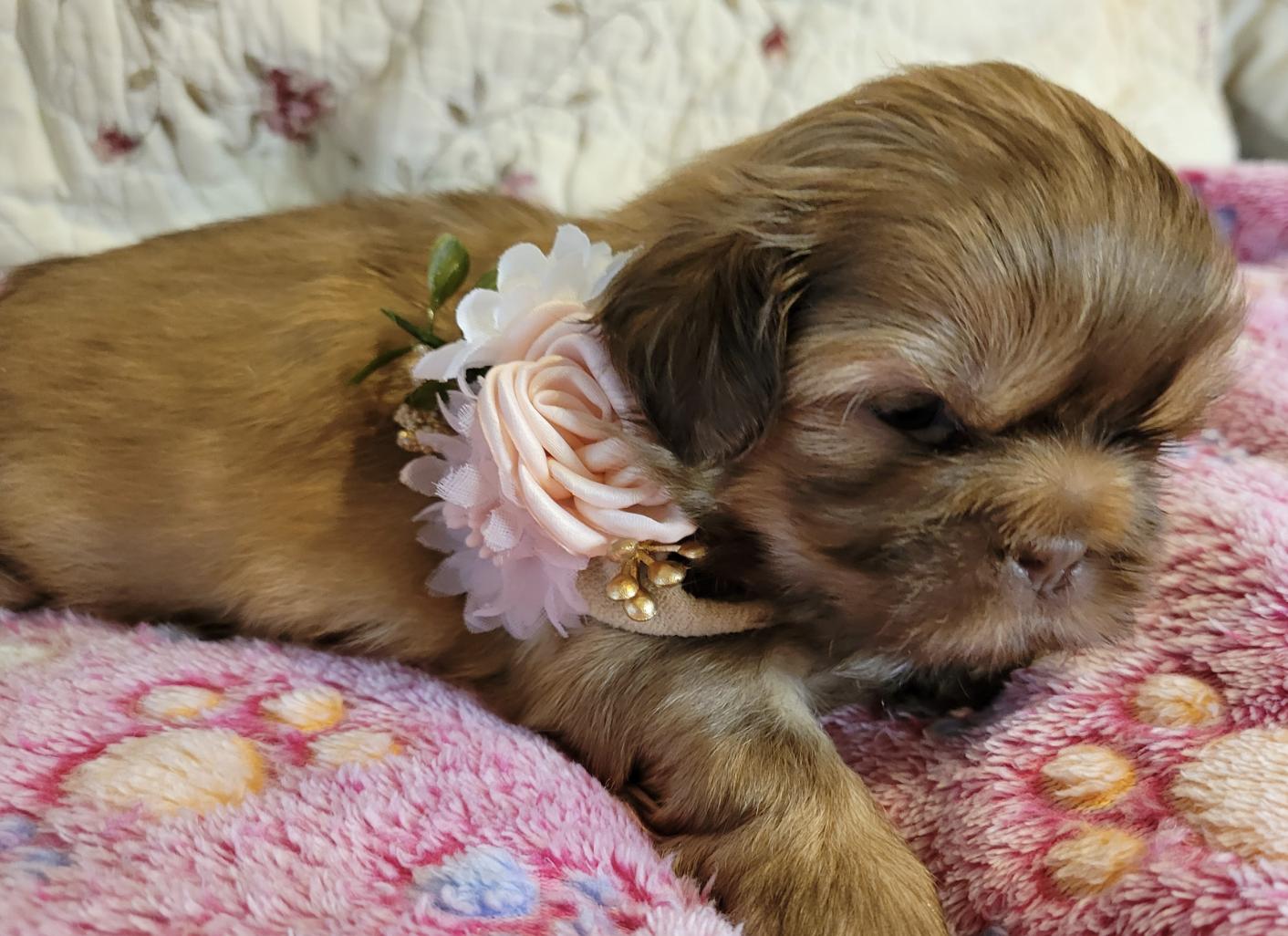 ShihTzuCt in Connecticut | Shih Tzu puppies | Good Dog