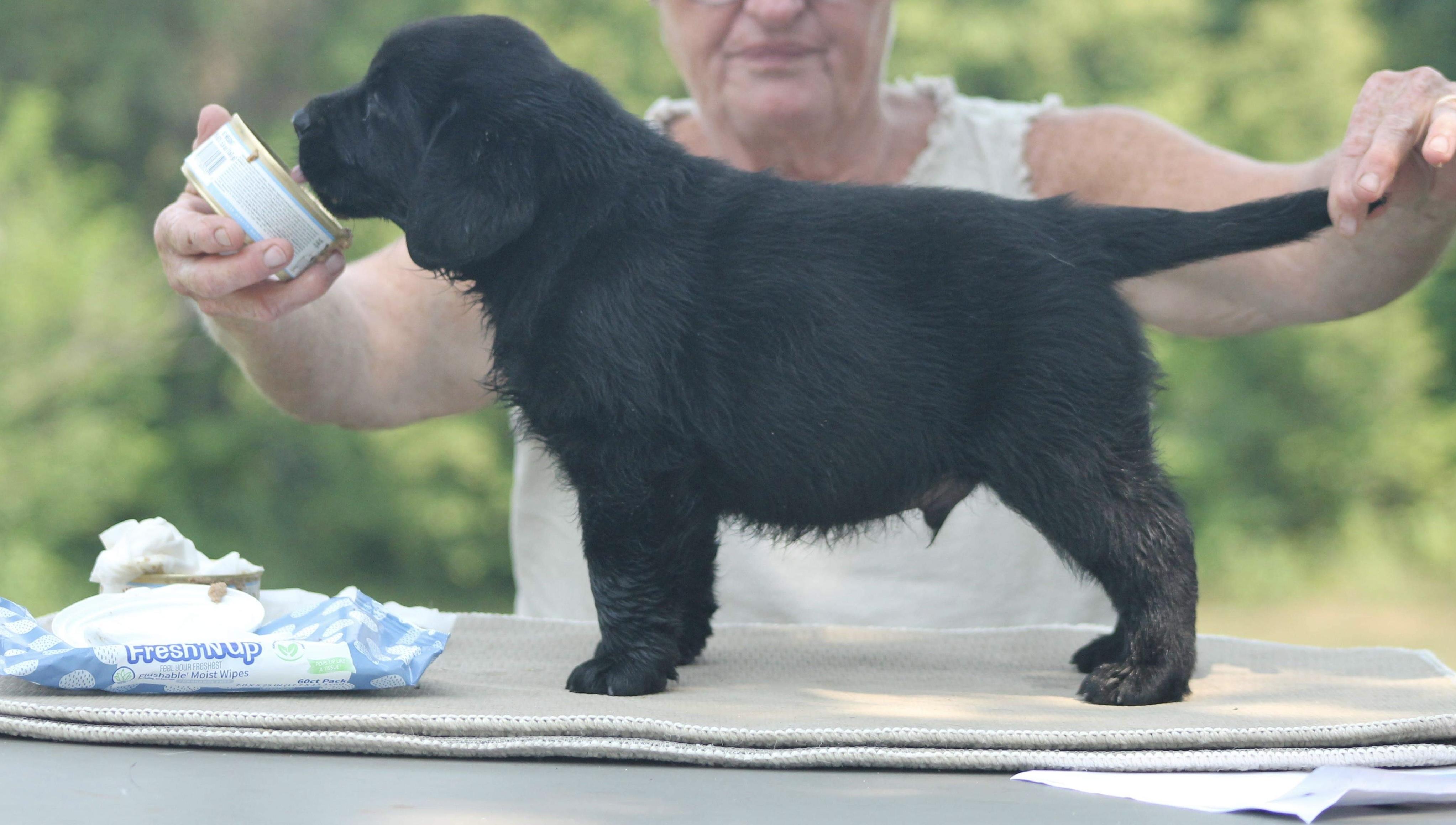 Master Creek Labradors in Minnesota | Labrador Retriever puppies | Good Dog