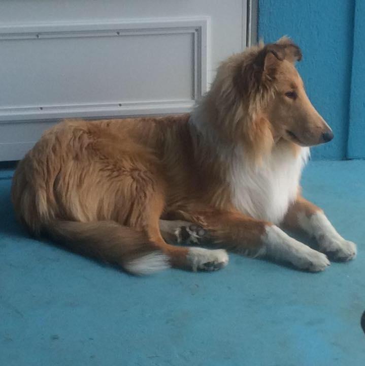 Lovely Heart Collies in New Mexico | Collie puppies | Good Dog