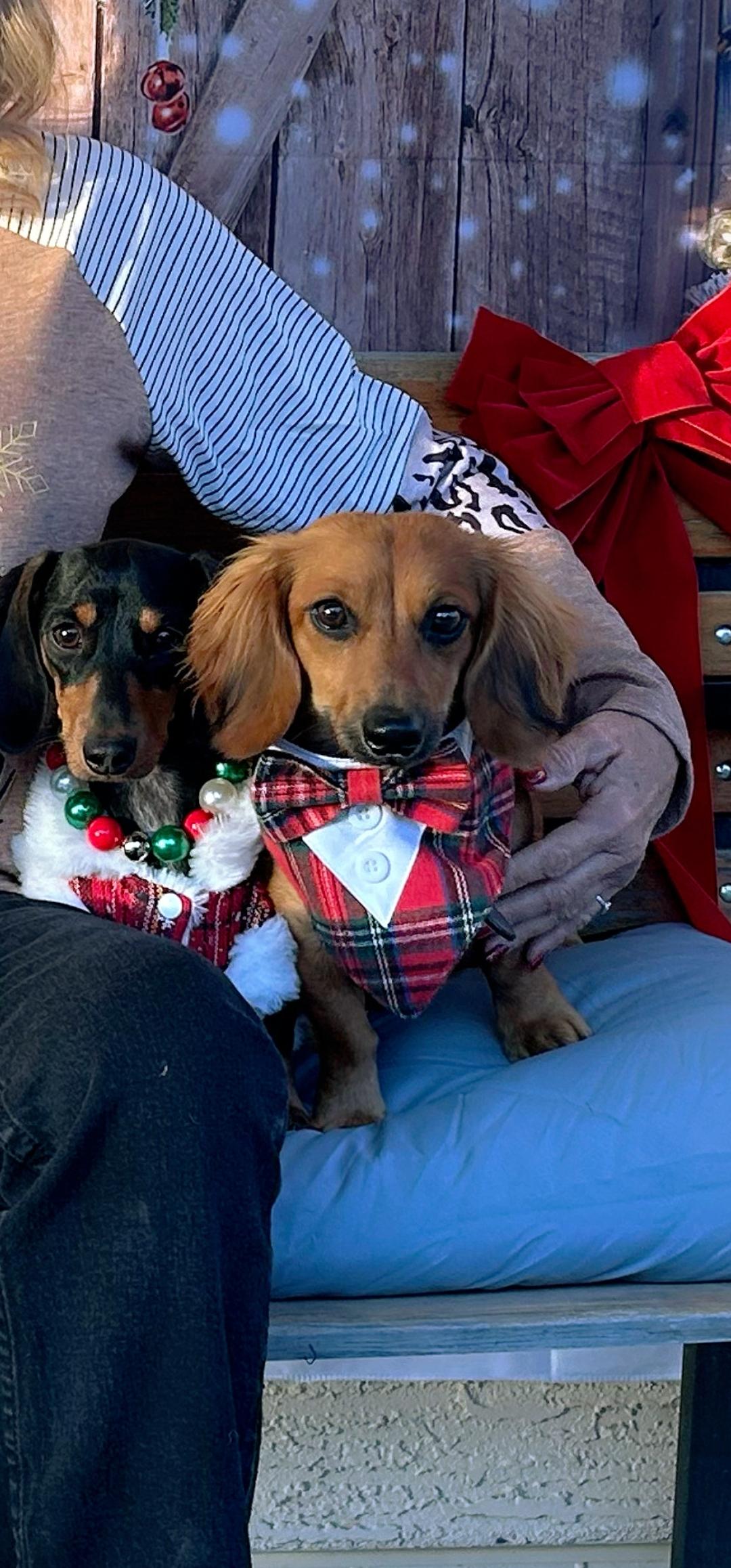 Wigglebutt Miniature Dachshund Az in Arizona | Dachshund puppies | Good Dog