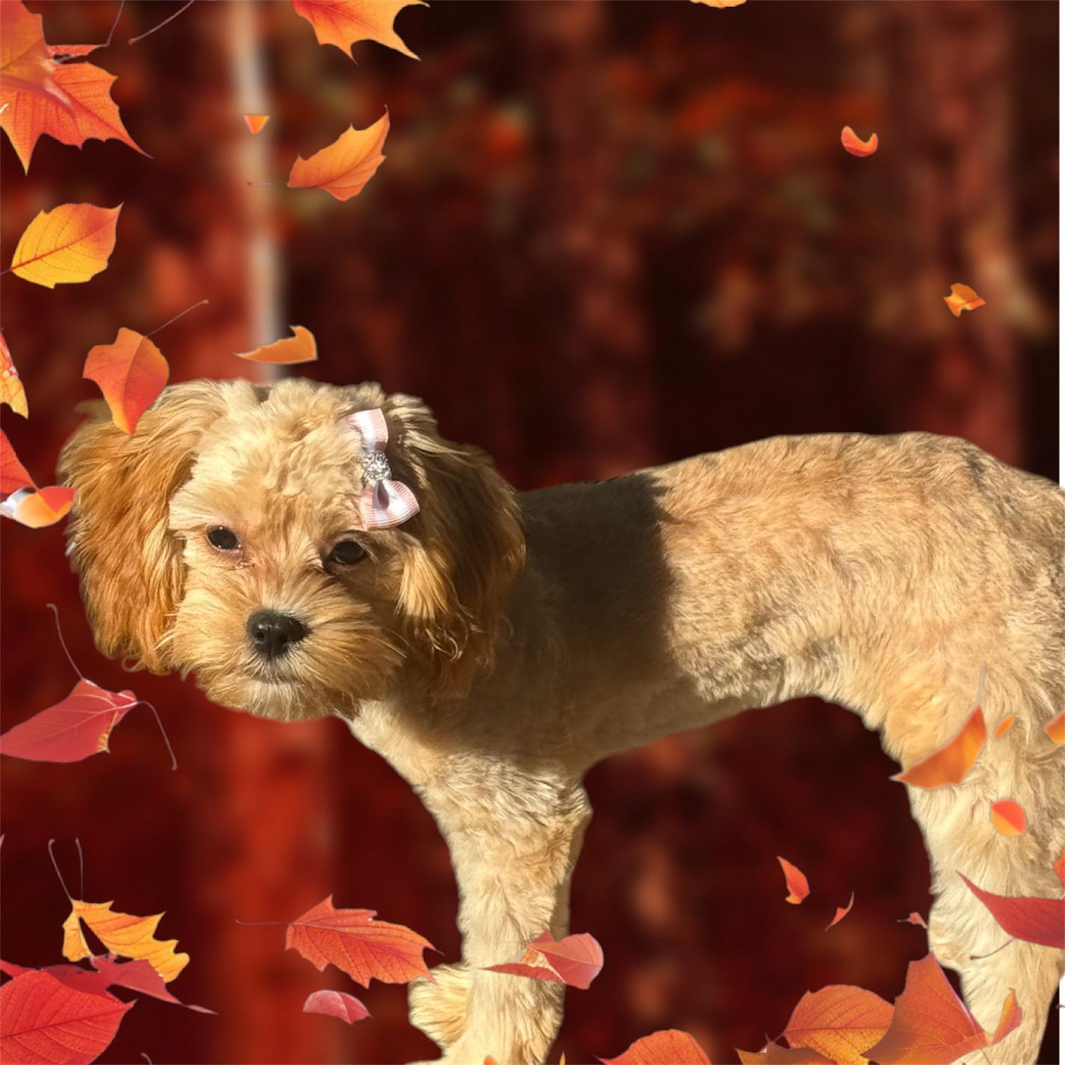 Kay’s Cutie Poos in Arkansas | Cavapoo, Morkie or Cavapoochon puppies ...