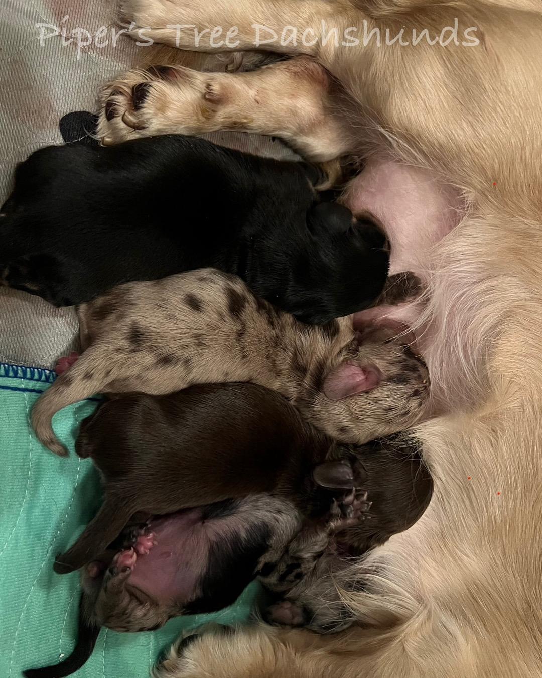 Piper’s Tree Dachshunds in Connecticut | Dachshund puppies | Good Dog