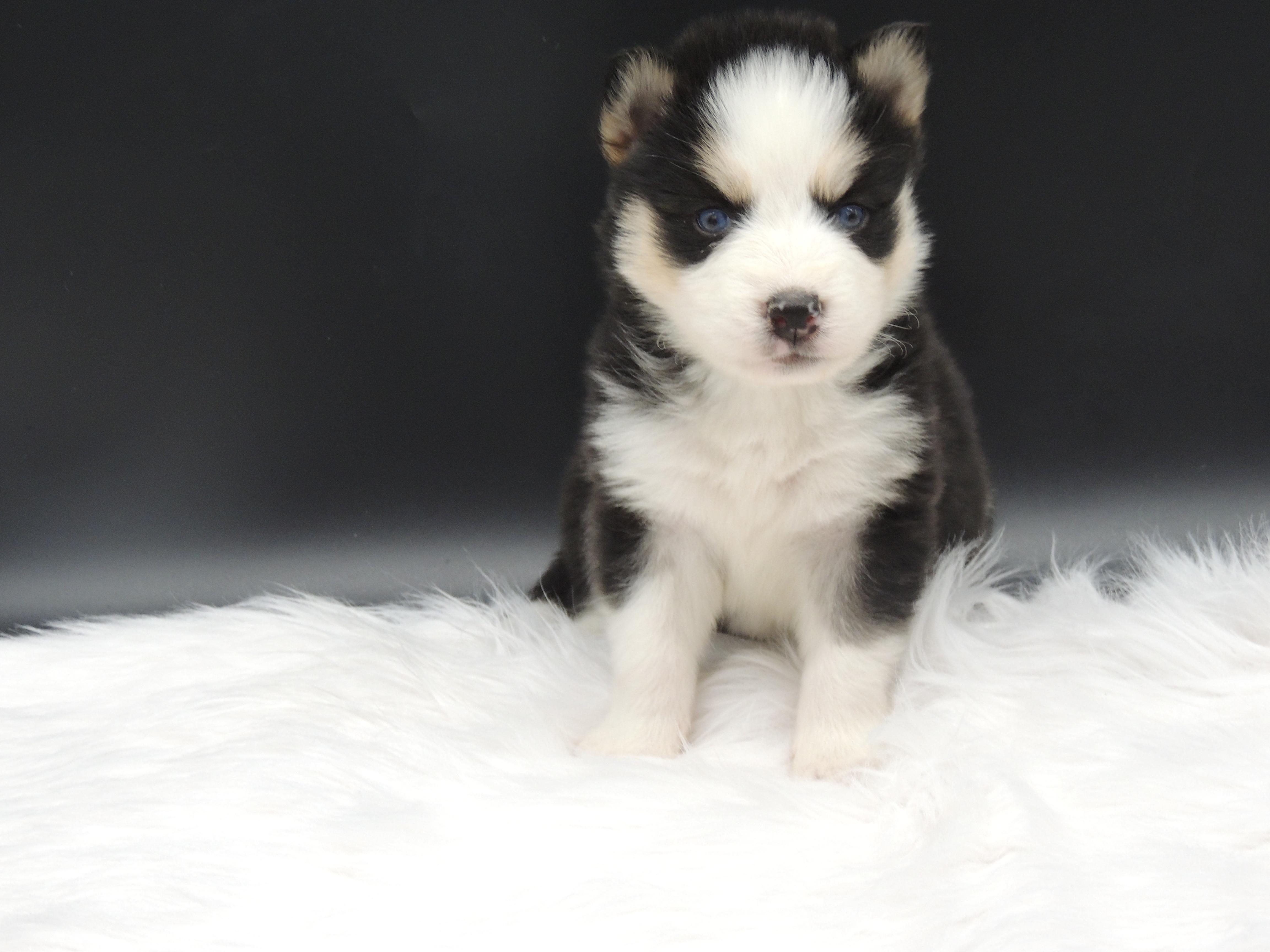 Beastly Beauties Huskies & Pomskies in Georgia | Pomeranian, Pomsky ...