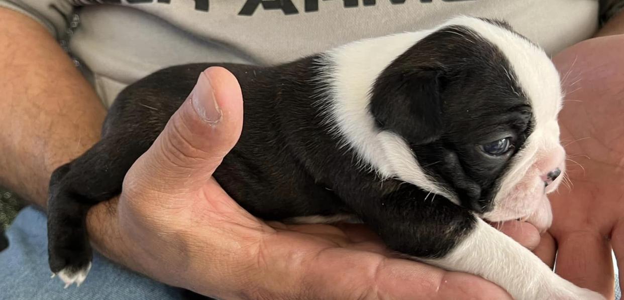 Joey's Family Texas Bostons in Texas | Boston Terrier puppies | Good Dog