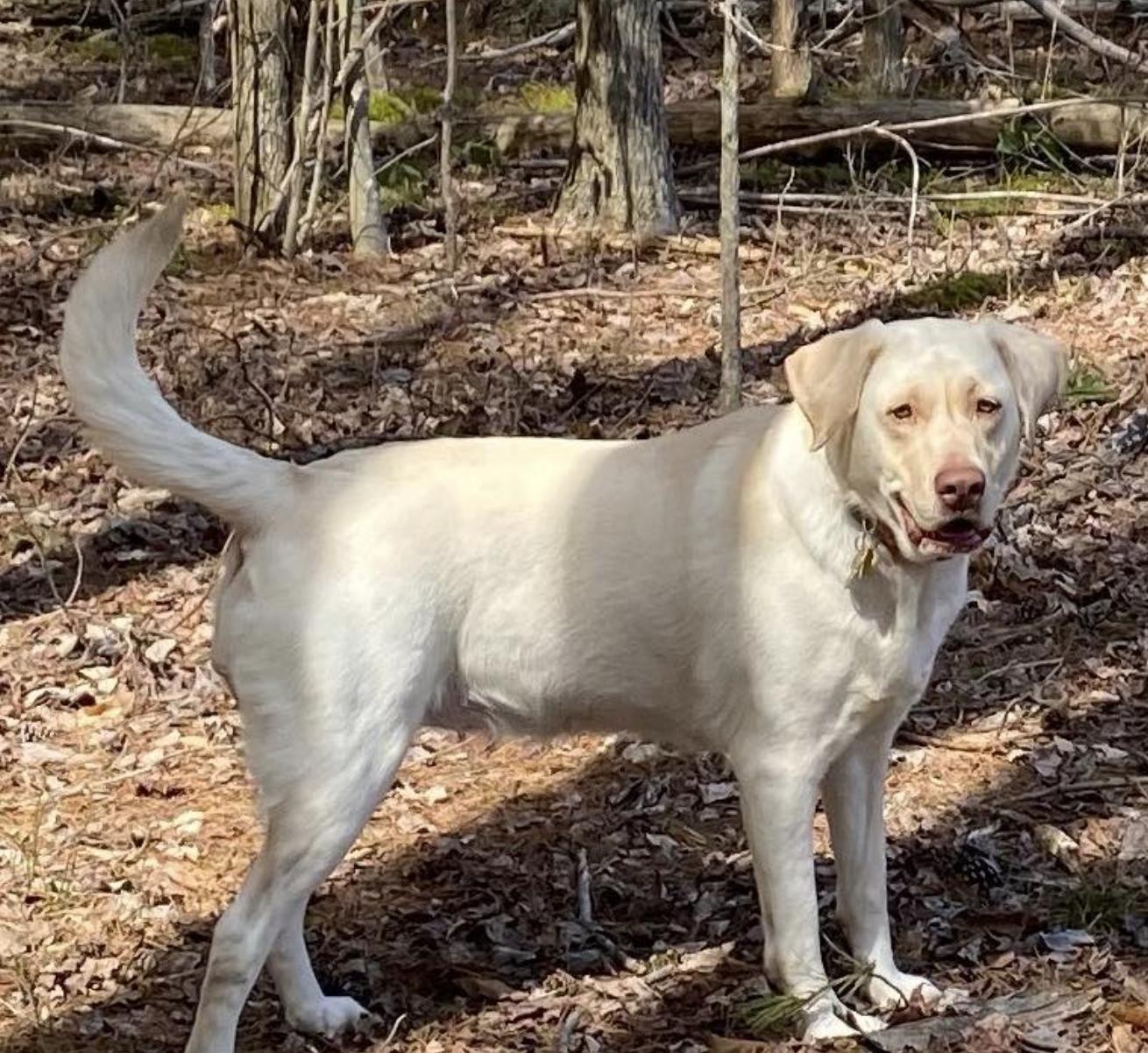 Hagler Homestead Labs in North Carolina | Dilute Retriever puppies ...