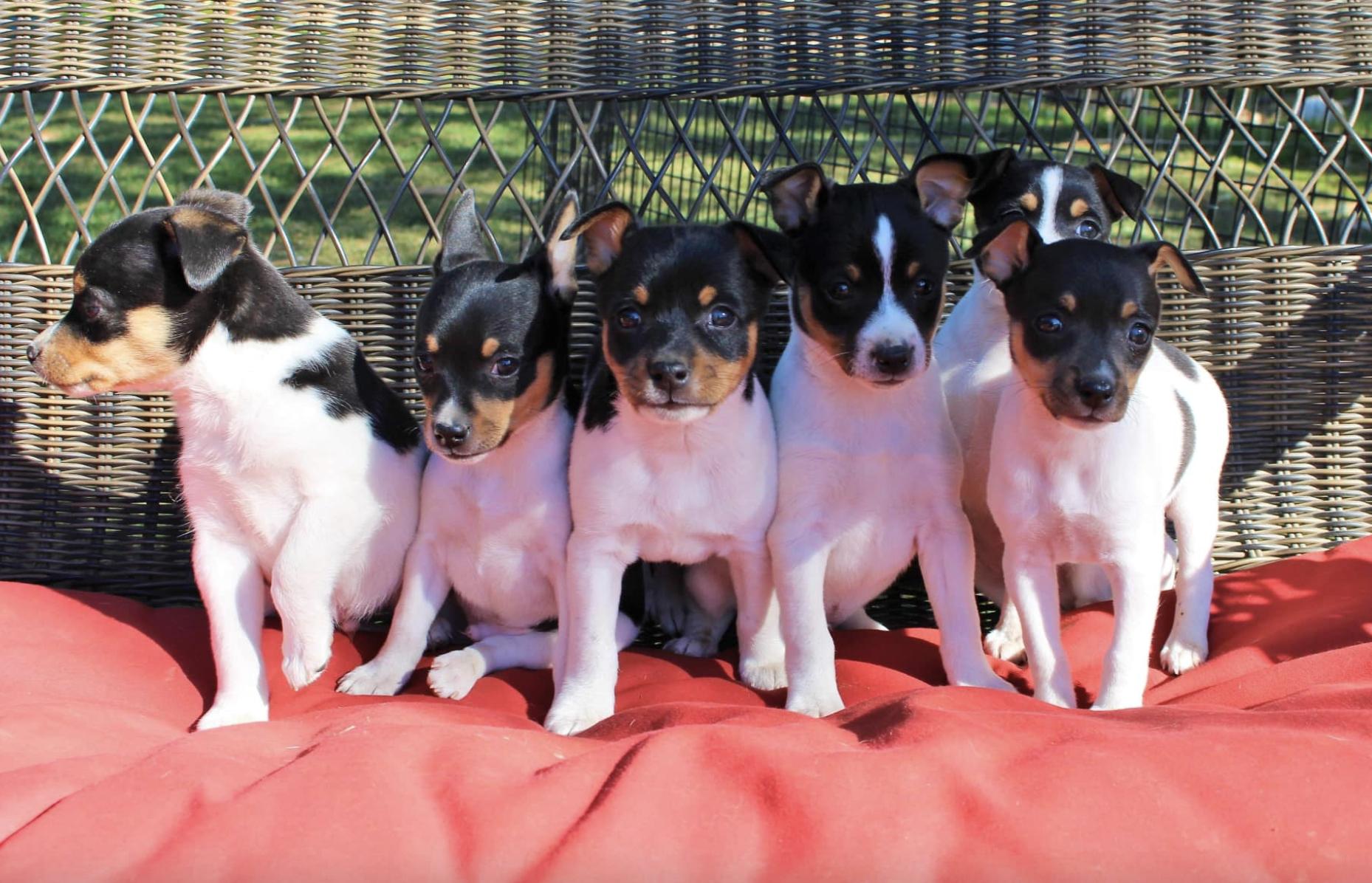 Mountain Top Rat Terriers in California | Rat Terrier puppies | Good Dog