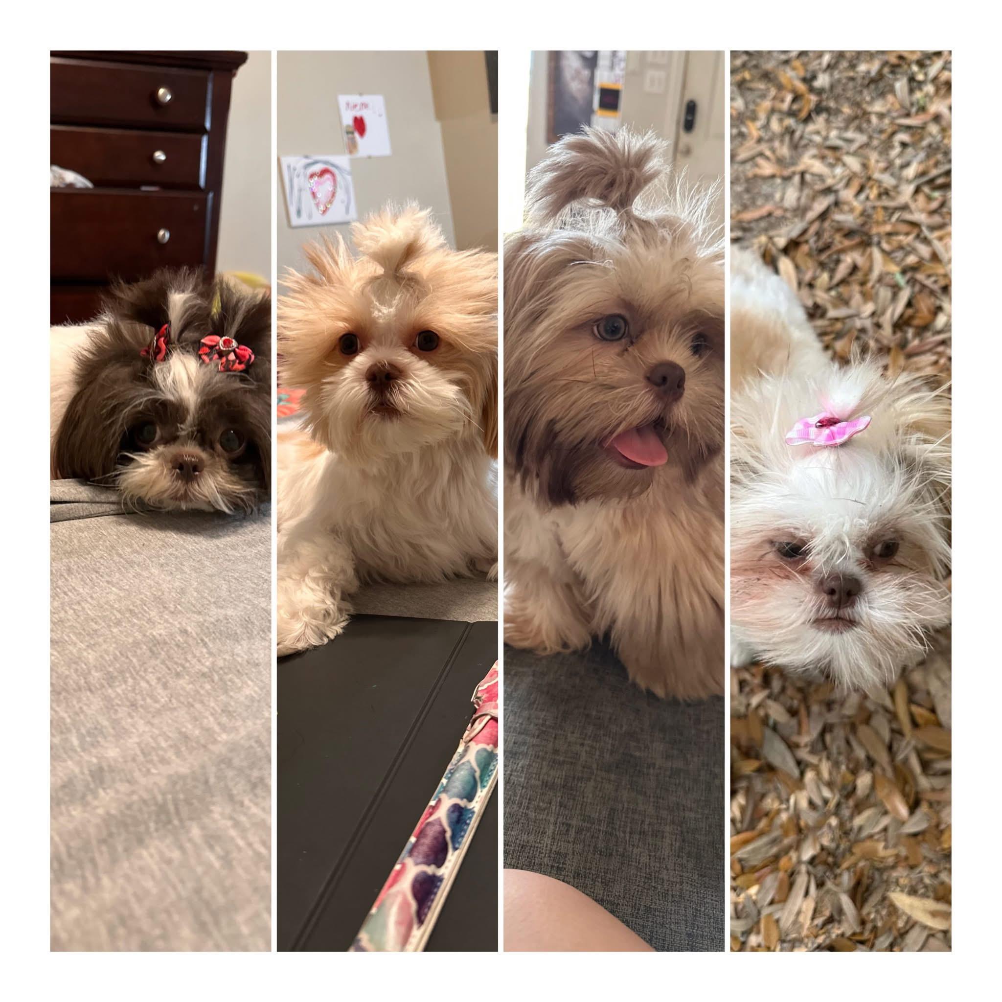 Wood Foo Breeders in Mississippi | Shih Tzu puppies | Good Dog