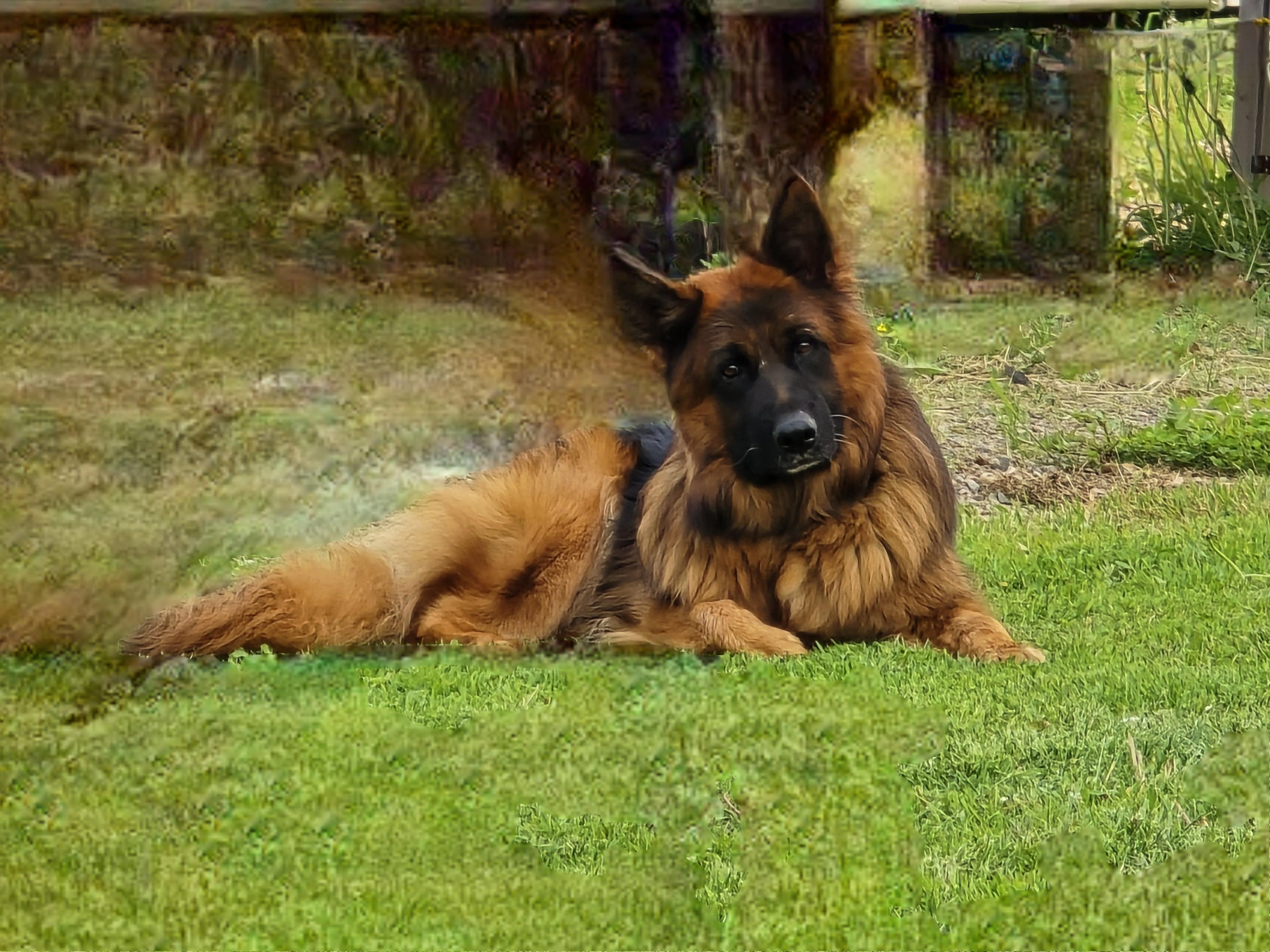 Muddy Acres German Shepherds in Wisconsin | German Shepherd puppies ...