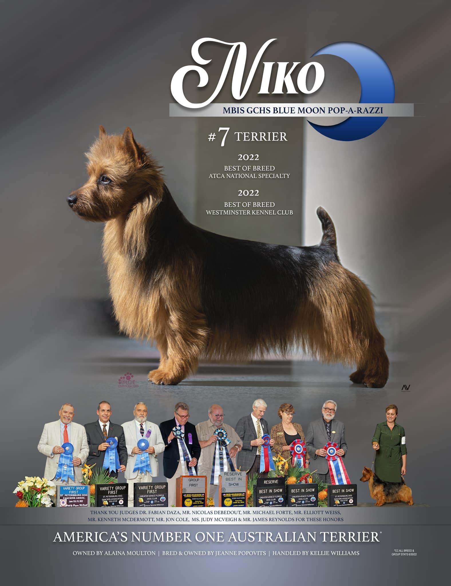 Breezeswept Kennel in Florida | Australian Terrier, Chesapeake Bay ...