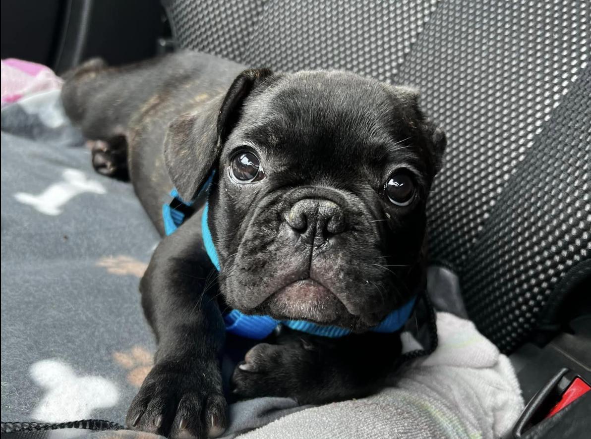 The Great French ( Great Danes + Frenchies ) in New York | French ...
