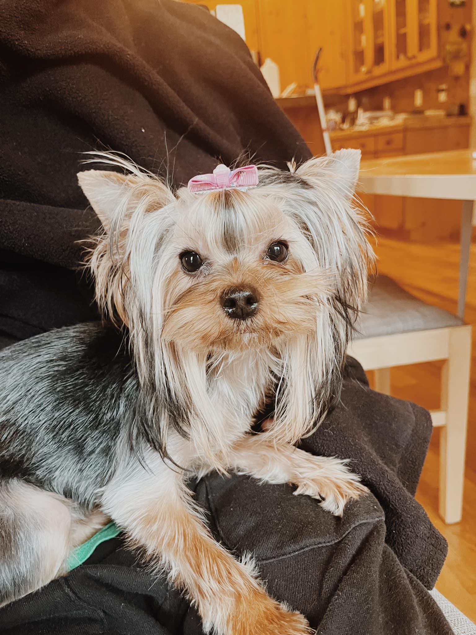 Bohemian Beauty Yorkshire Terrier in Oregon | Yorkshire Terrier puppies ...