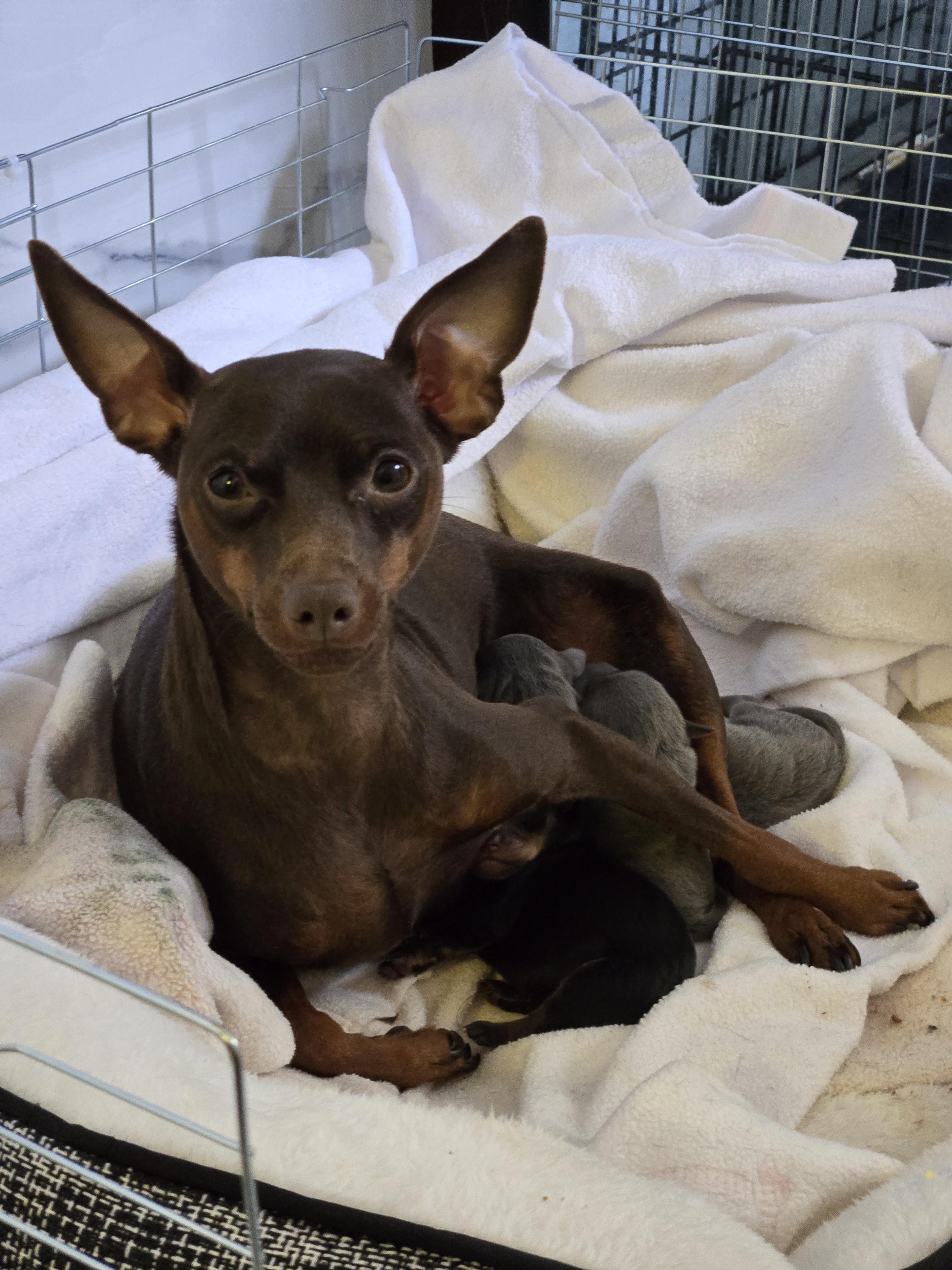 MIN.PINS🐶Florida in Florida | Miniature Pinscher puppies | Good Dog