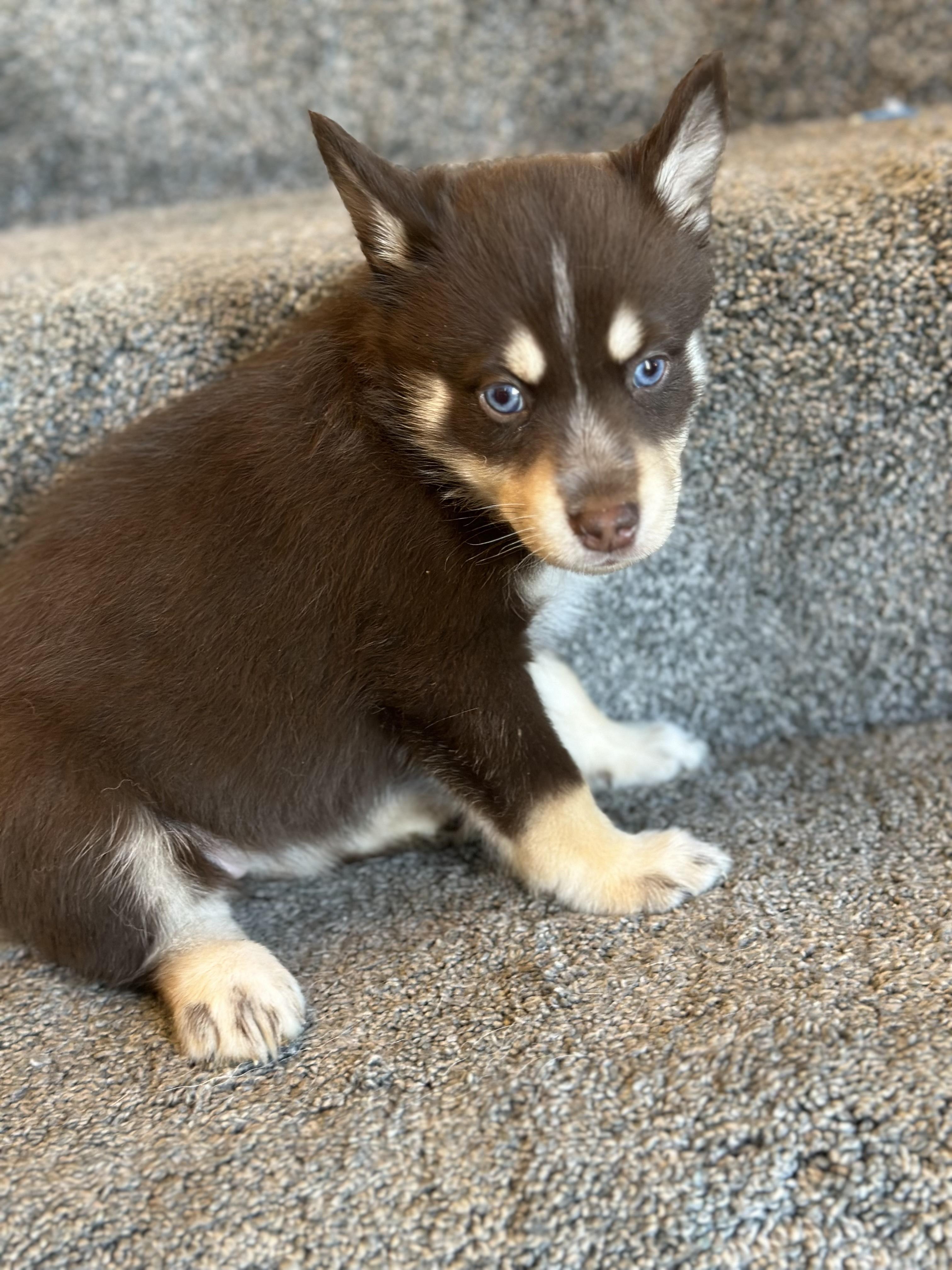 Pomsky Life ETC in Texas | Pomsky puppies | Good Dog