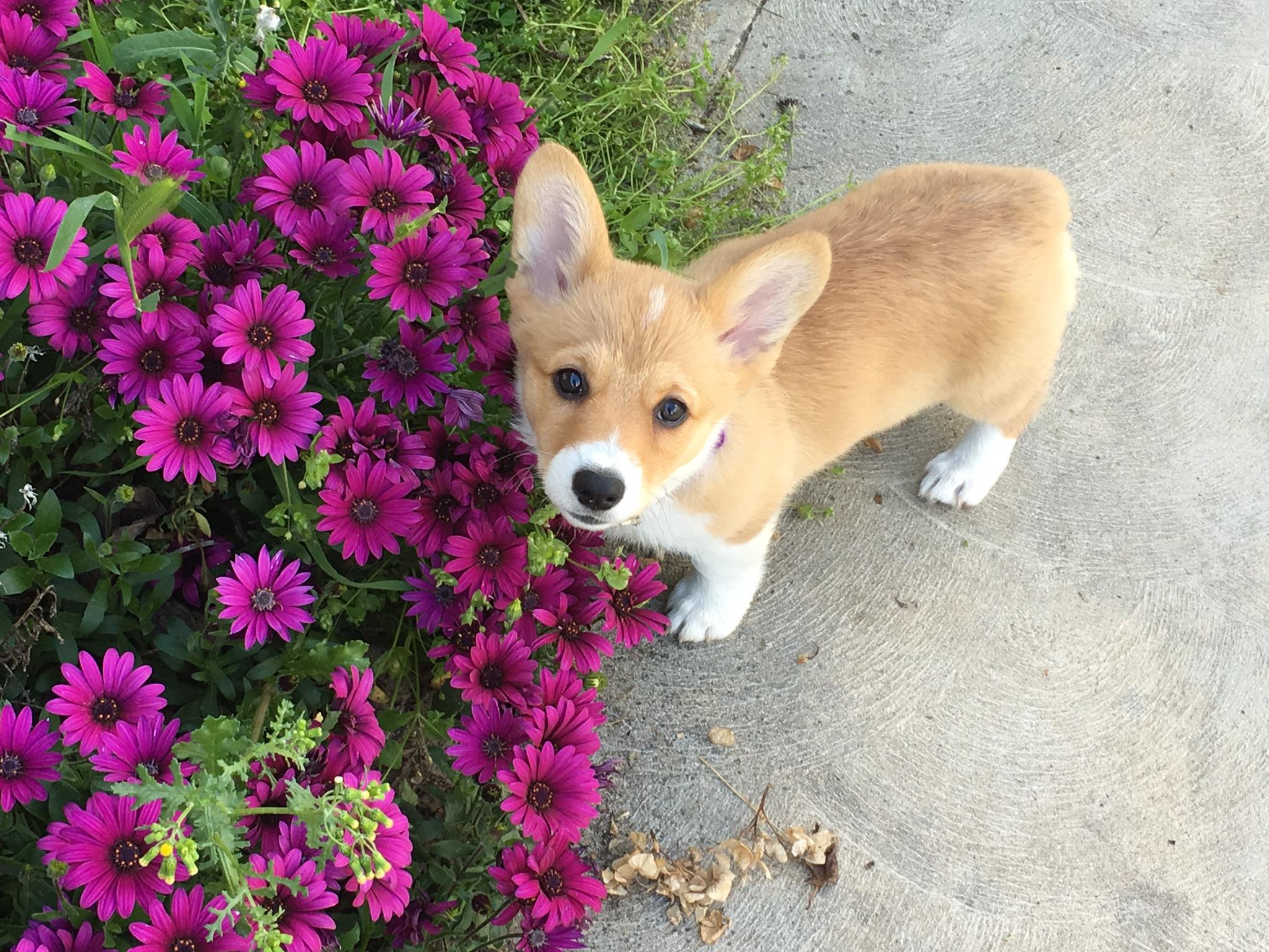 5H Ranch Corgis in Arizona | Pembroke Welsh Corgi puppies | Good Dog