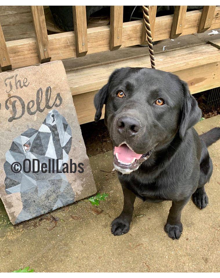 O’Dell Labs in Missouri | Labrador Retriever and Dilute Retriever ...