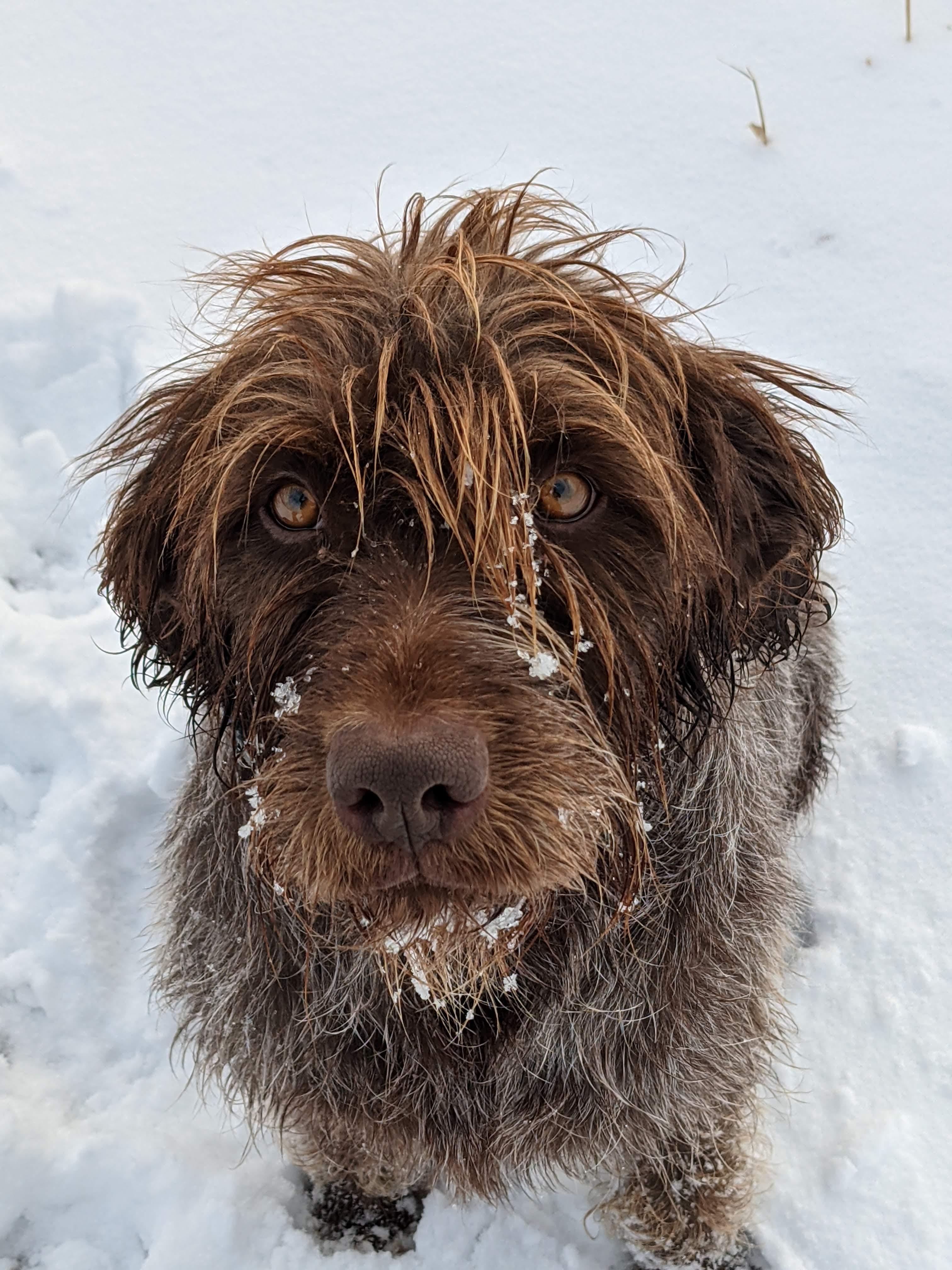 Mountain River Griffons in Idaho | Wirehaired Pointing Griffon puppies ...