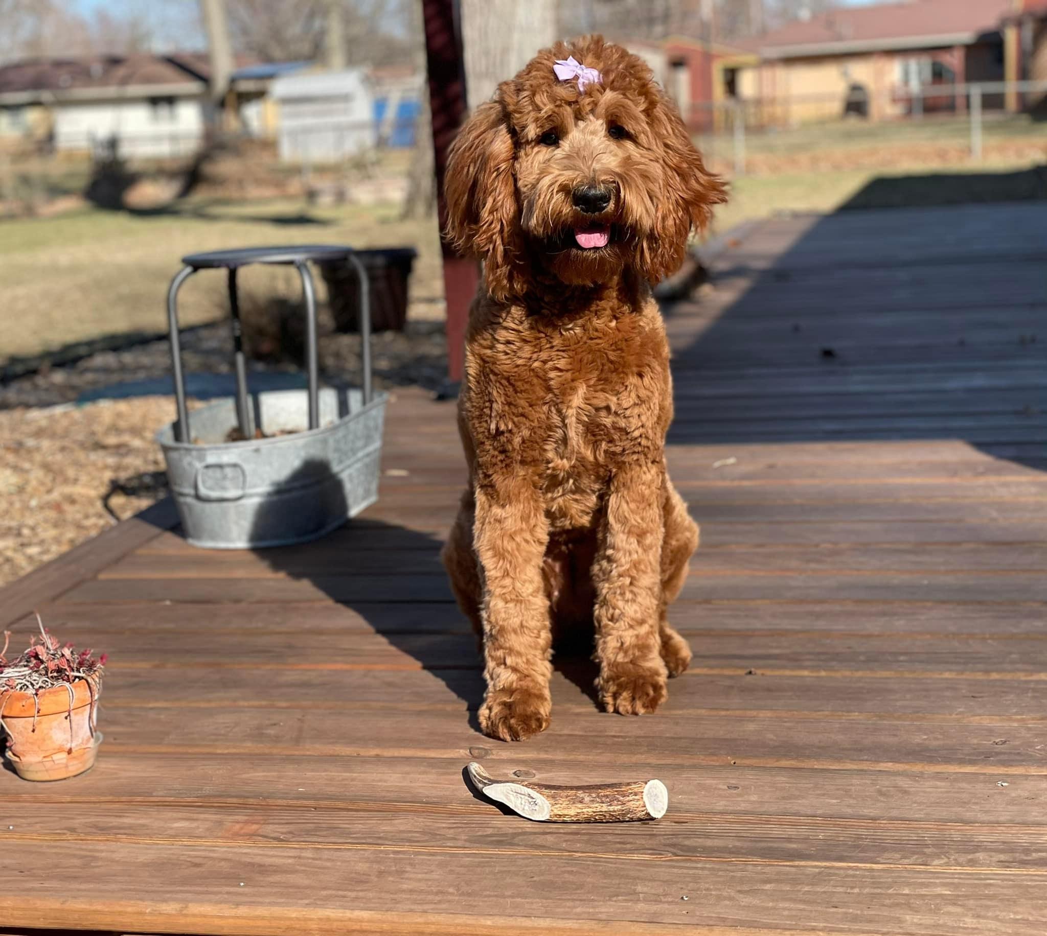 Doodling Around Indiana Poodles & Doodles in Indiana | Goldendoodle ...