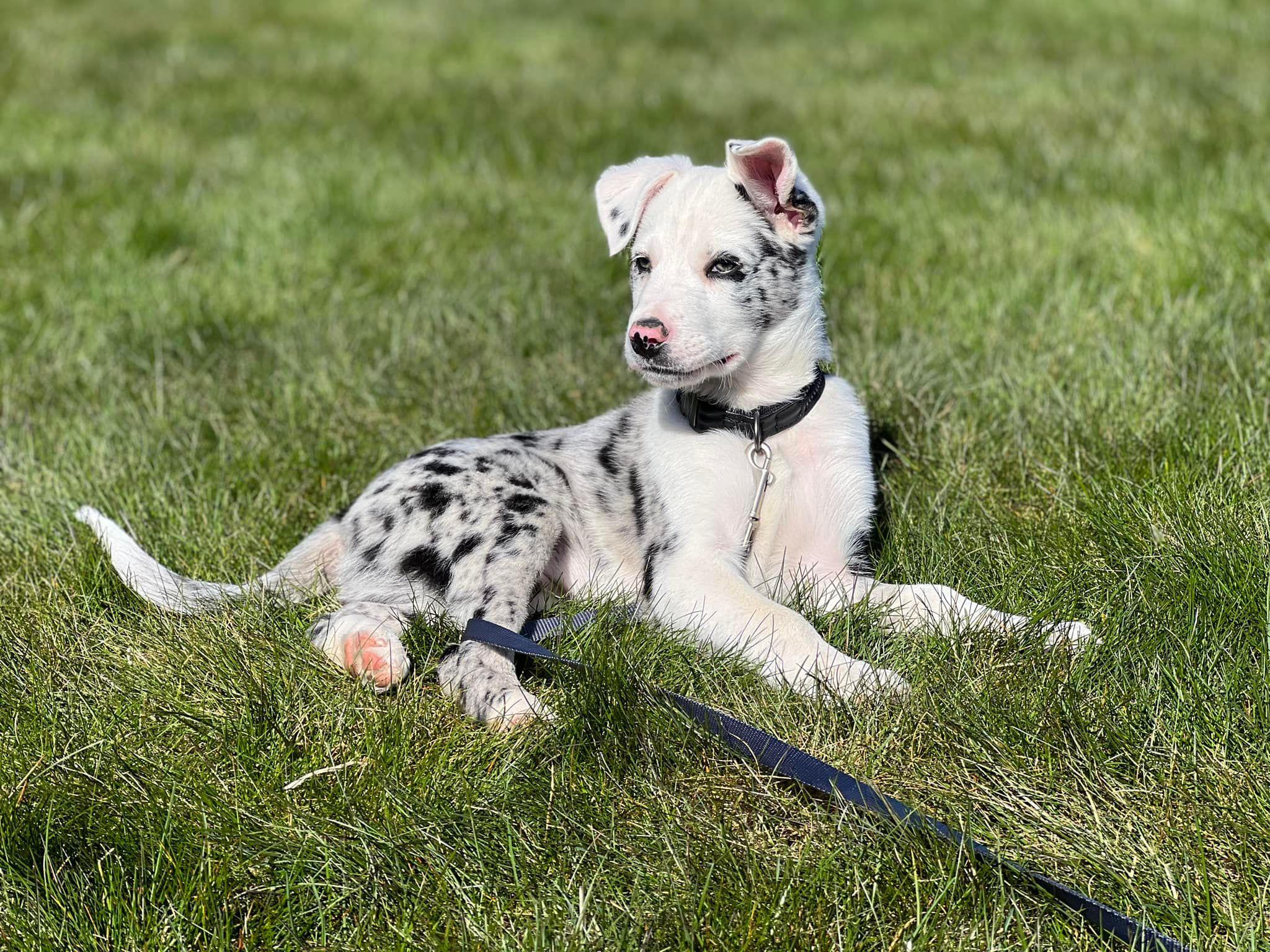 KittyHawkKoolies in Washington | Australian Koolie puppies | Good Dog