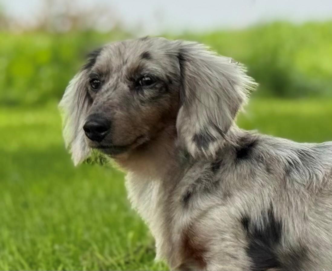 Dragonfly Doxies in Minnesota | Dachshund puppies | Good Dog